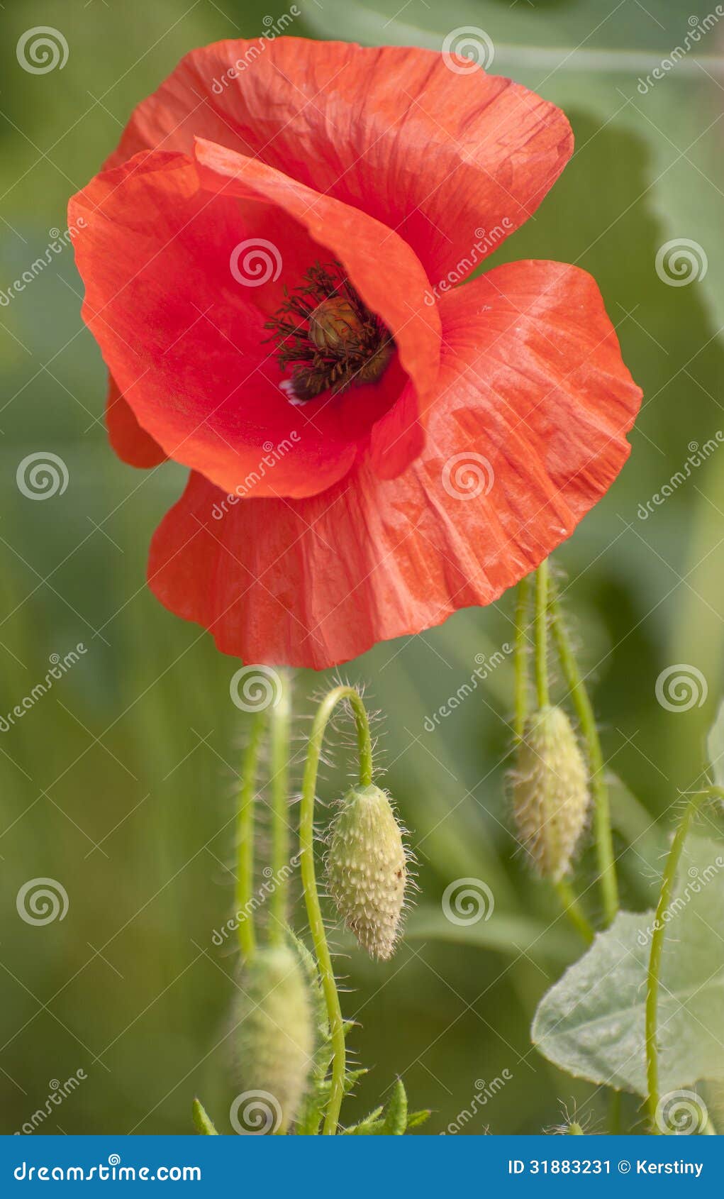Red poppy stock image. Image of symbol, green, wild, leaves - 31883231