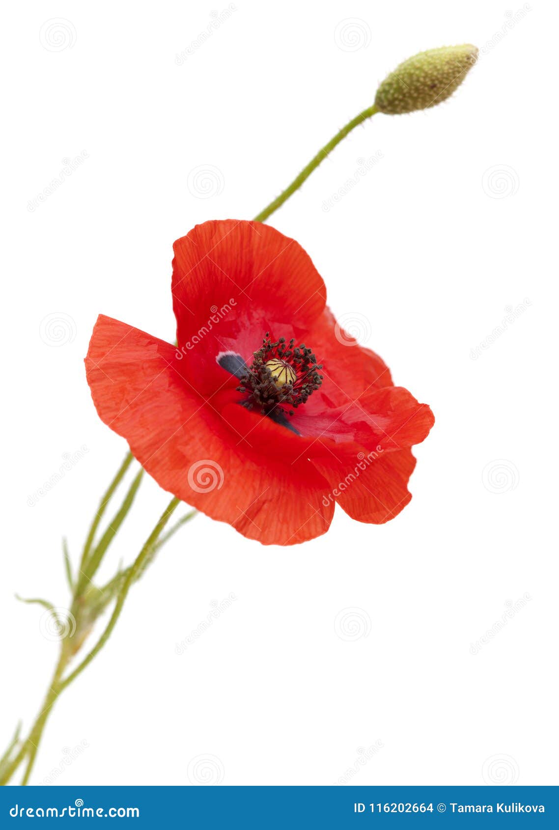 Red poppy isolated stock photo. Image of herbaceous - 116202664