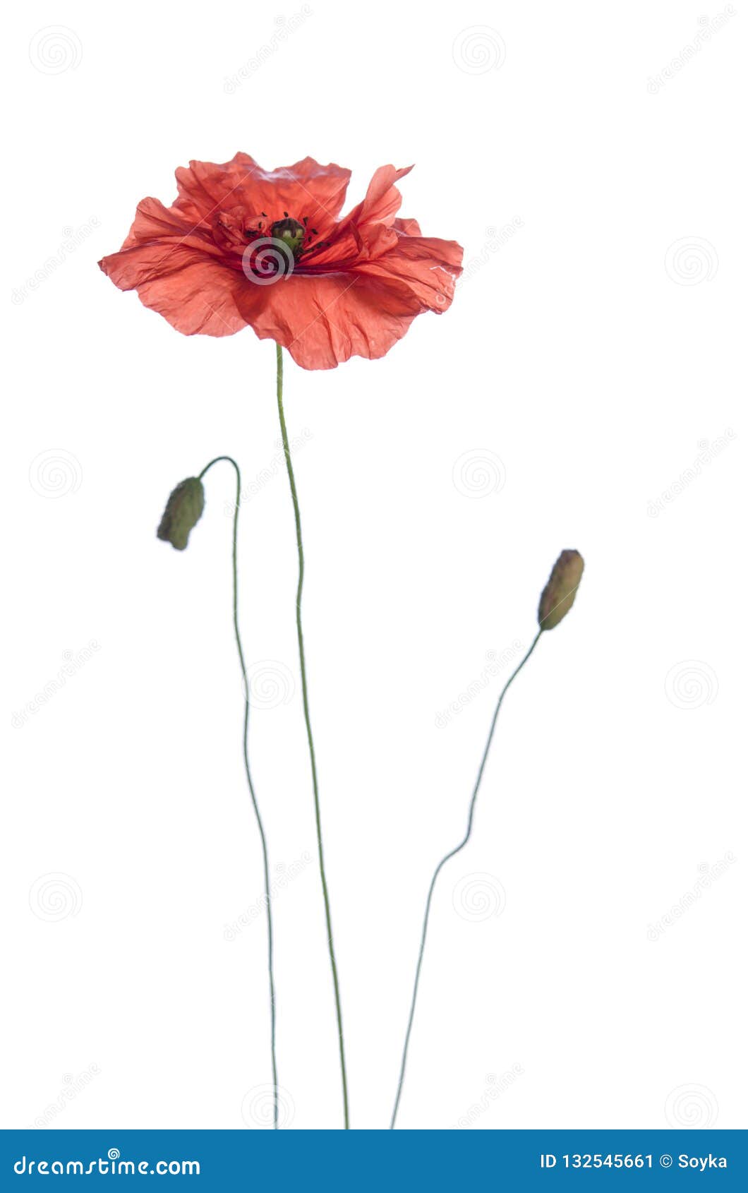 Red Poppy on White Background Stock Image - Image of decorative, love ...