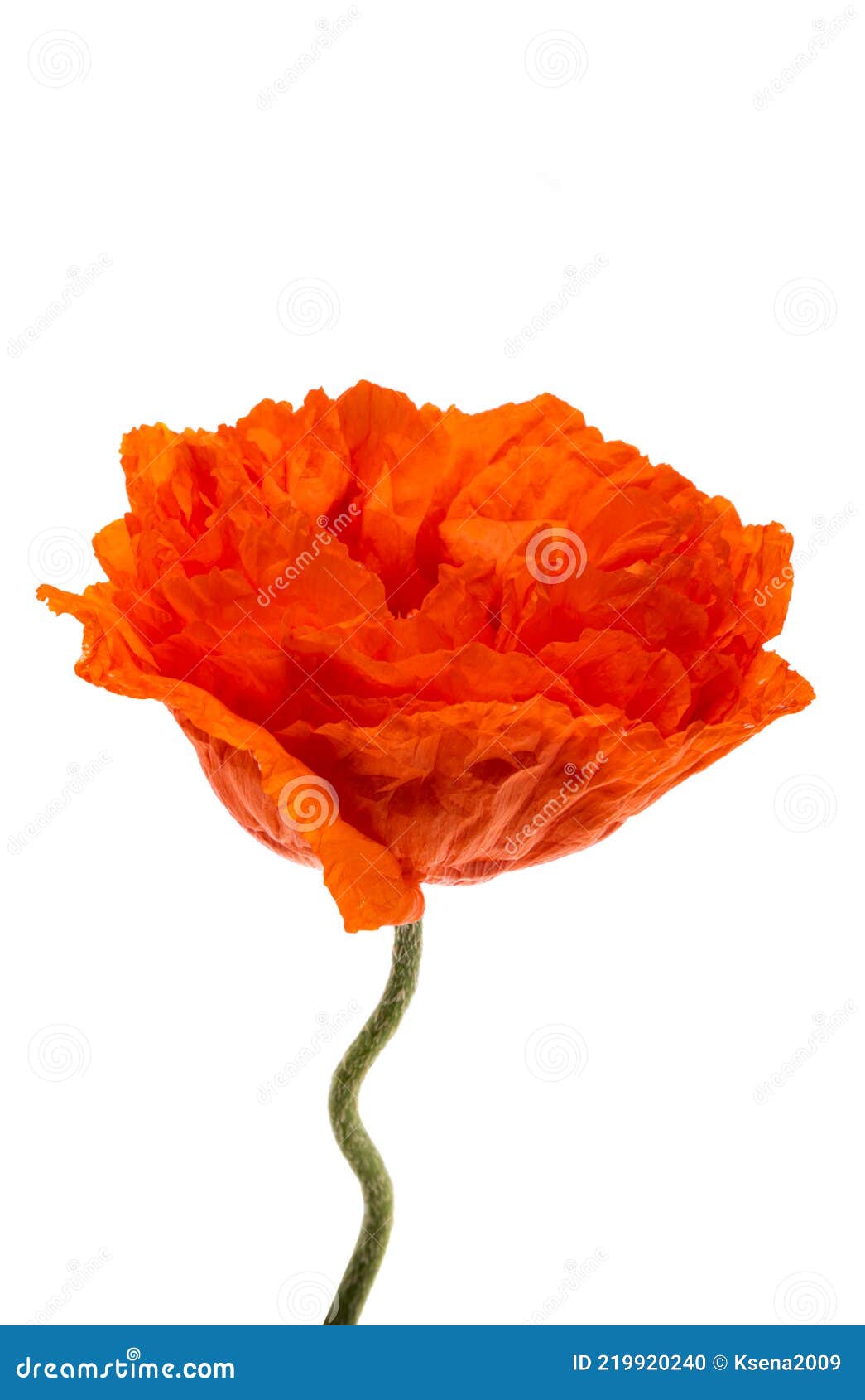 Red poppy isolated stock photo. Image of design, closeup - 219920240
