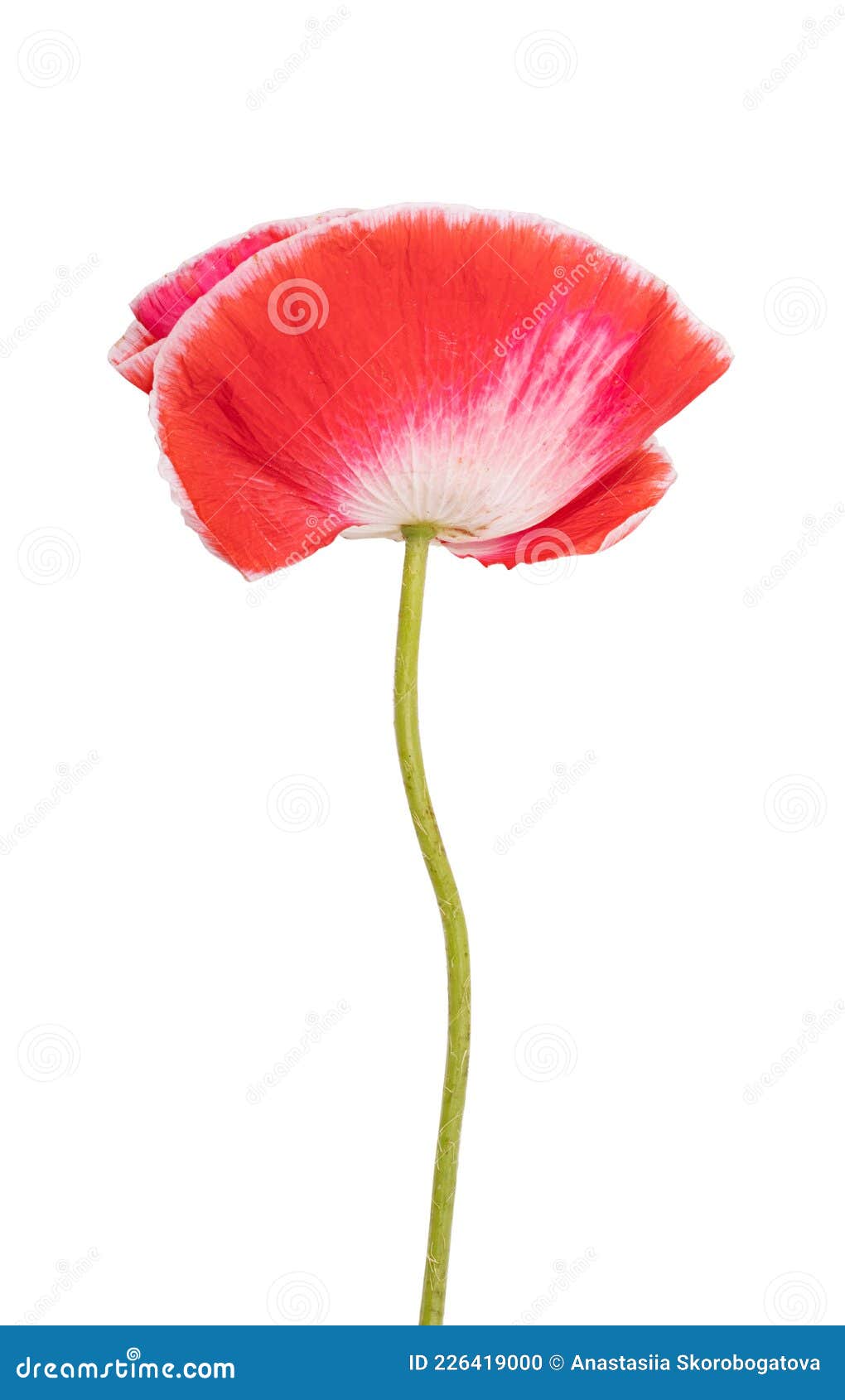 Red Poppy Isolated on White Background Stock Photo - Image of seed ...
