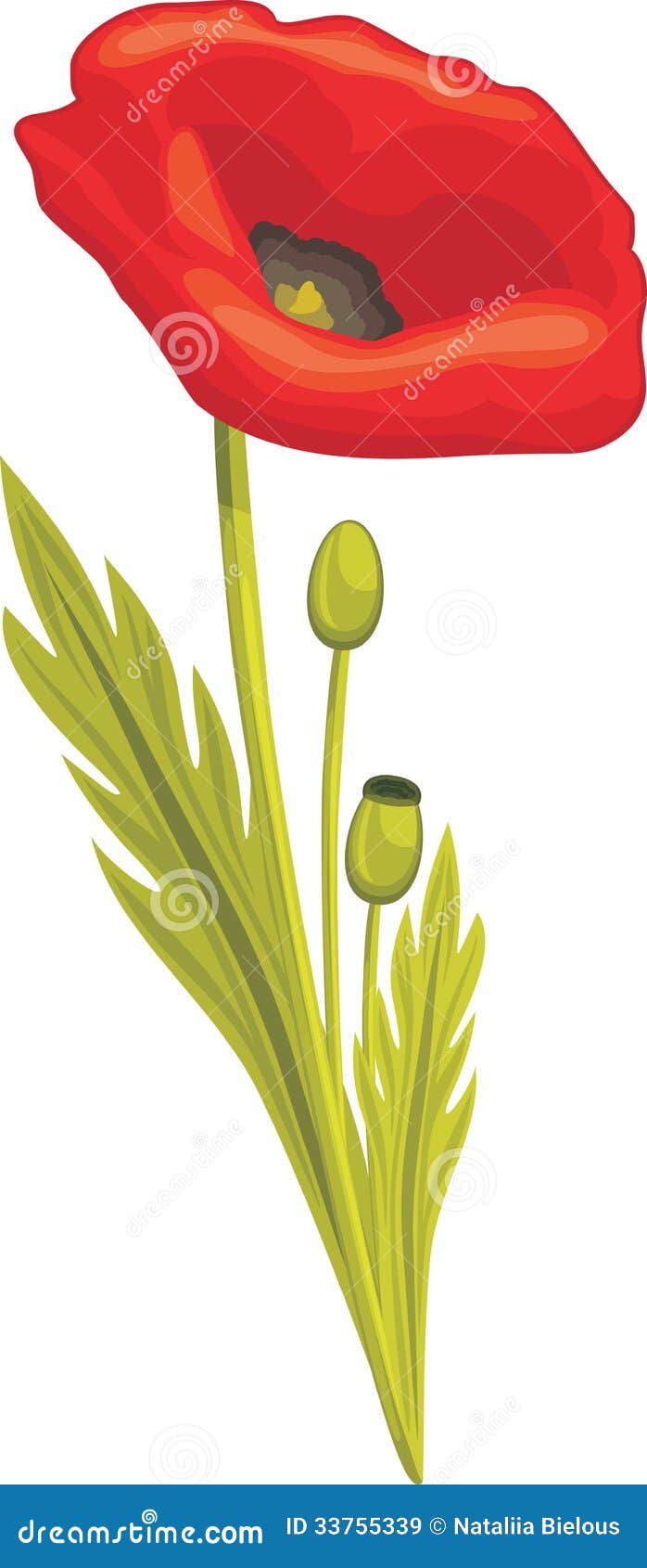 Poppy Bub Isolated On White Background. Spring Flowers Pink. Beautiful ...