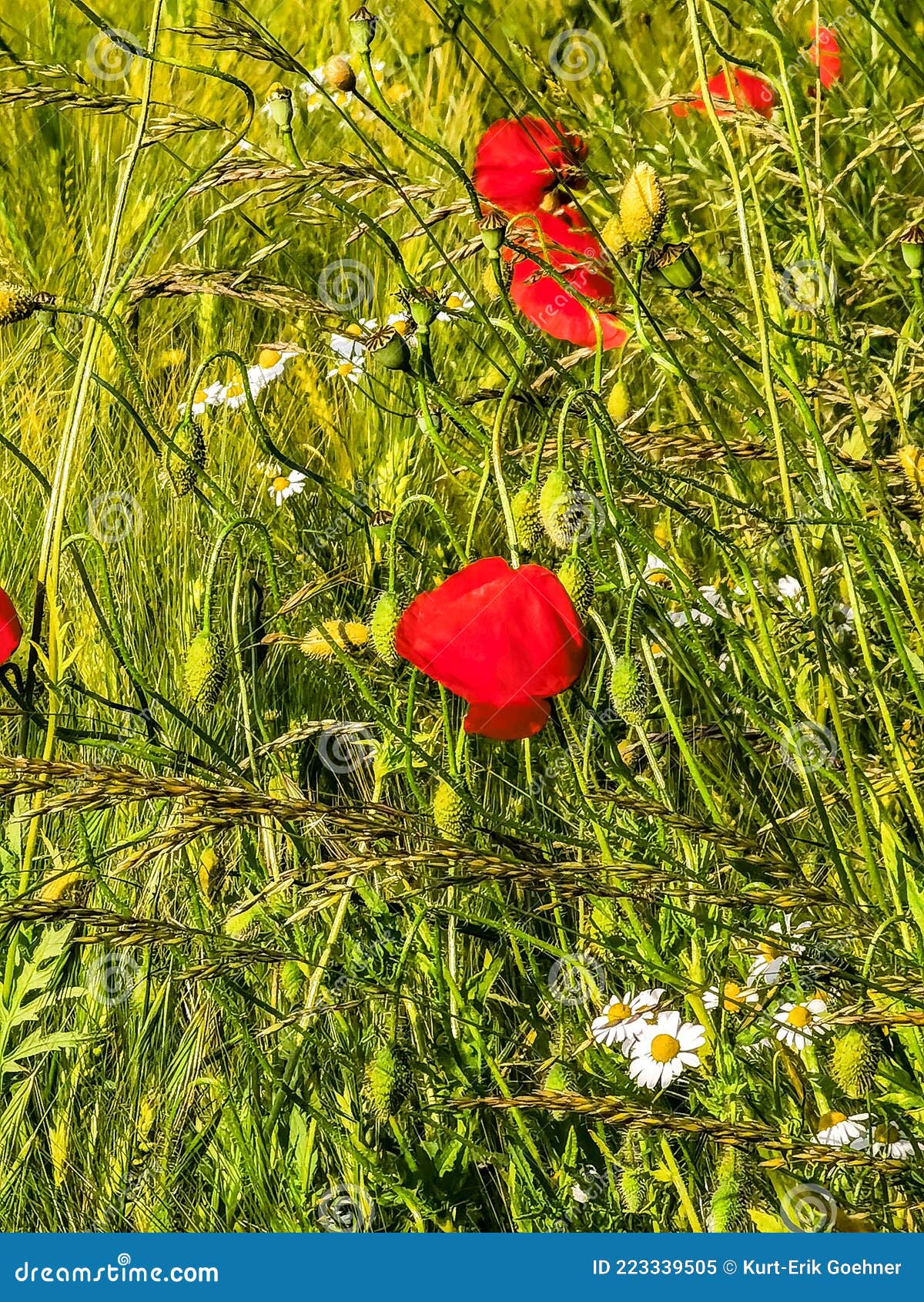 Red poppy on the meadow stock image. Image of garden - 223339505