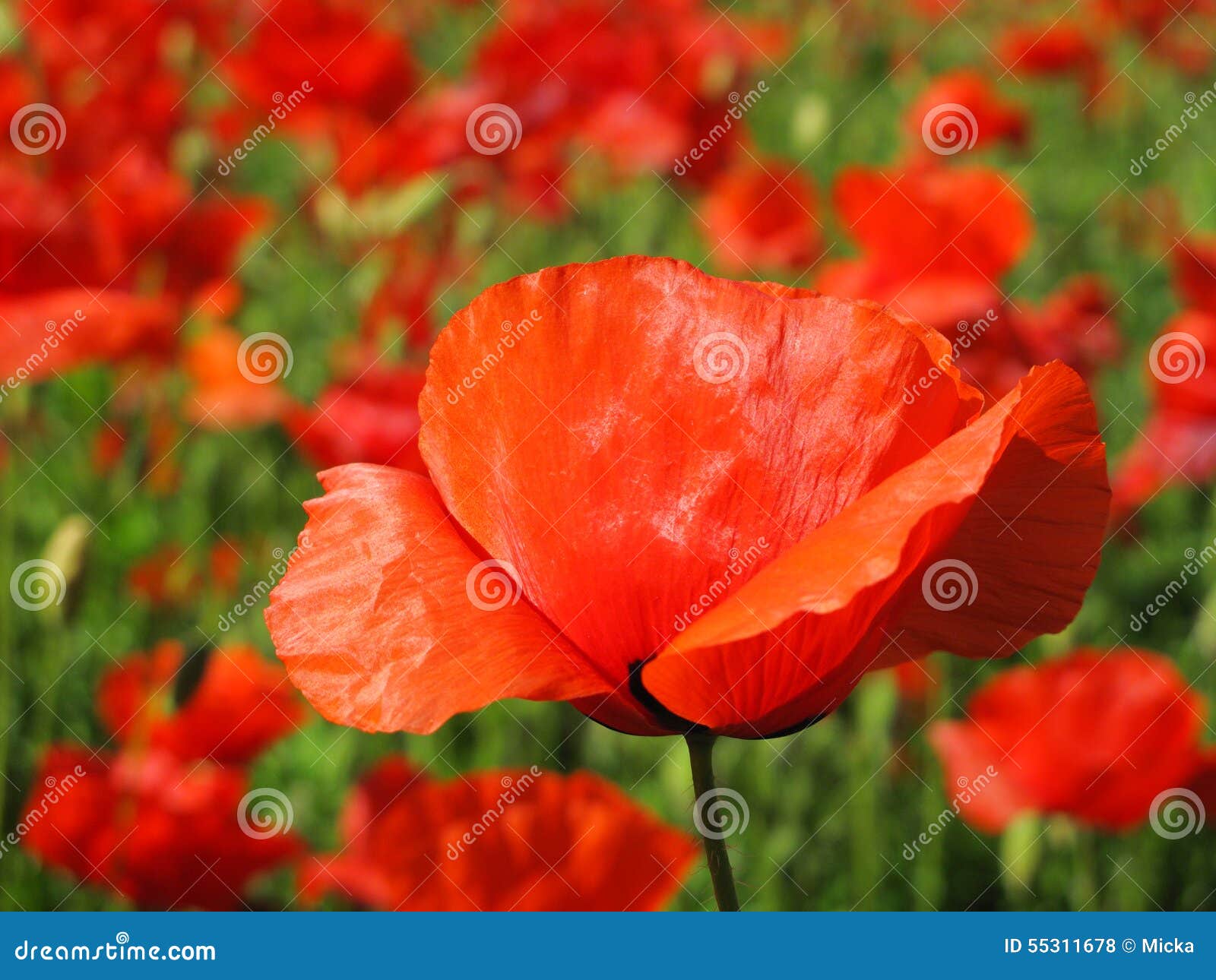 Red poppy petals stock photo. Image of blooming, natural - 55311678