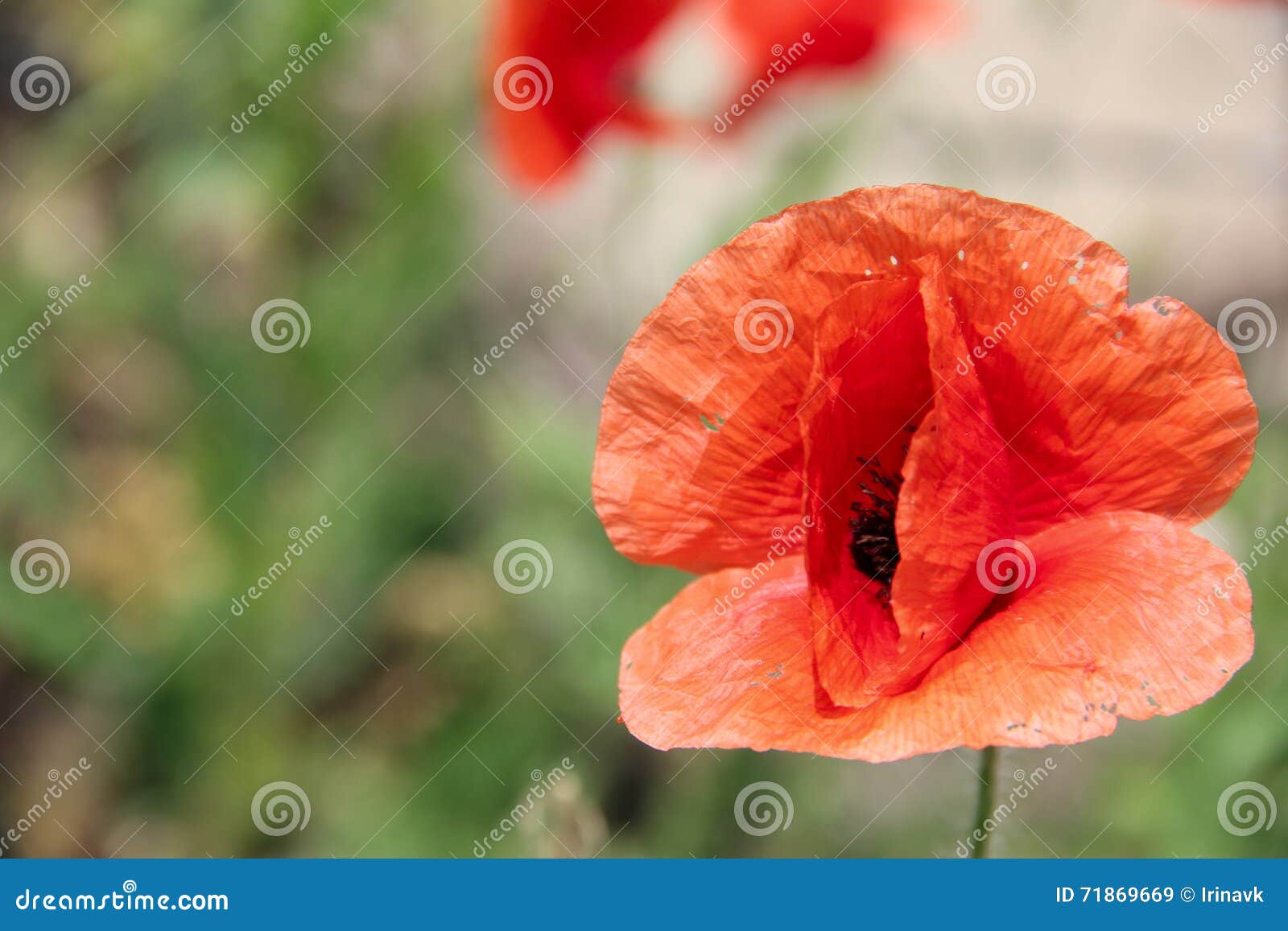 Red poppy. photo stock image. Image of card, nature, season - 71869669