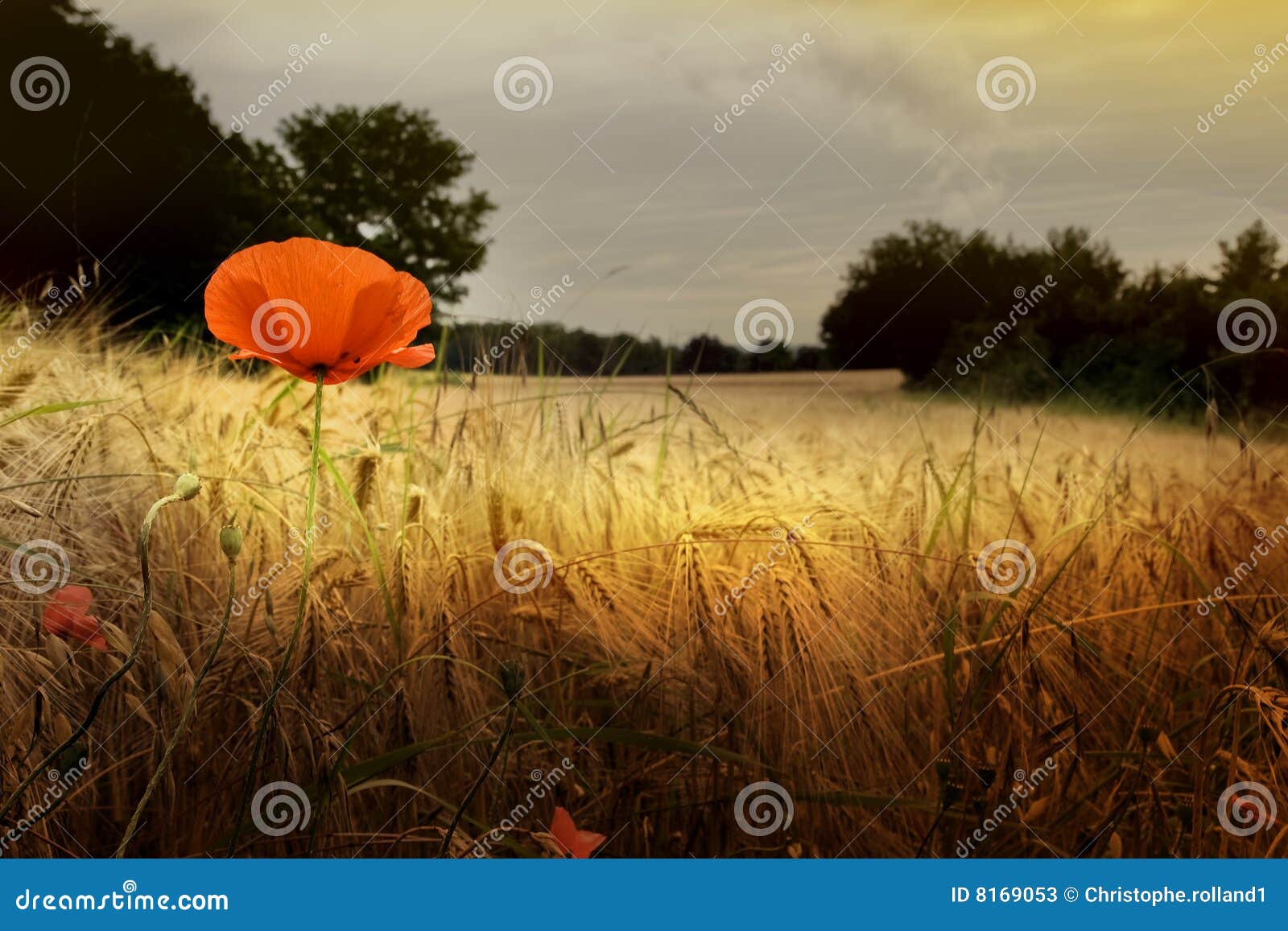 Red poppy in prairie stock image. Image of country, style - 8169053