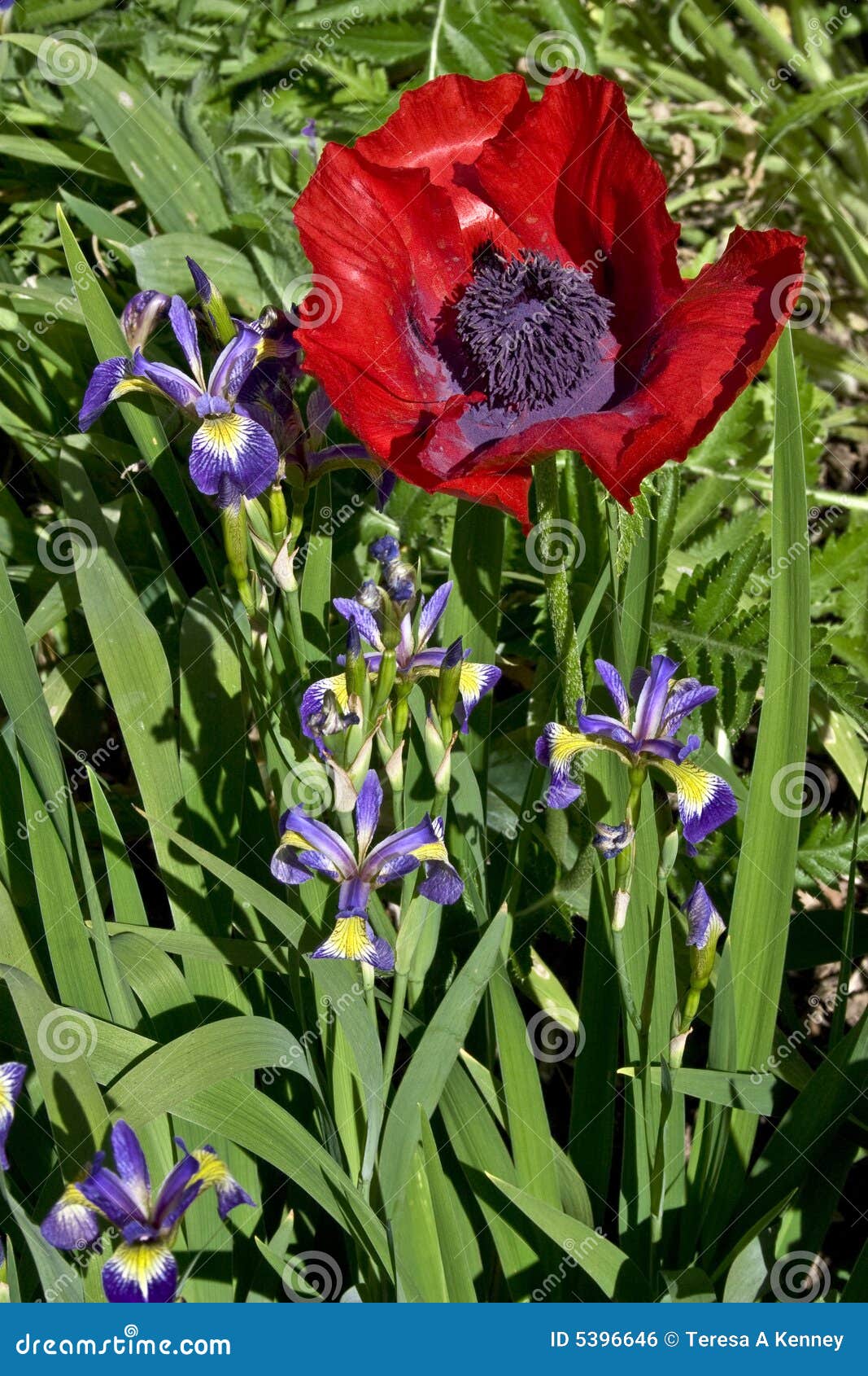 Red Poppy and Purple Irises Stock Photo - Image of colorful, colourful ...