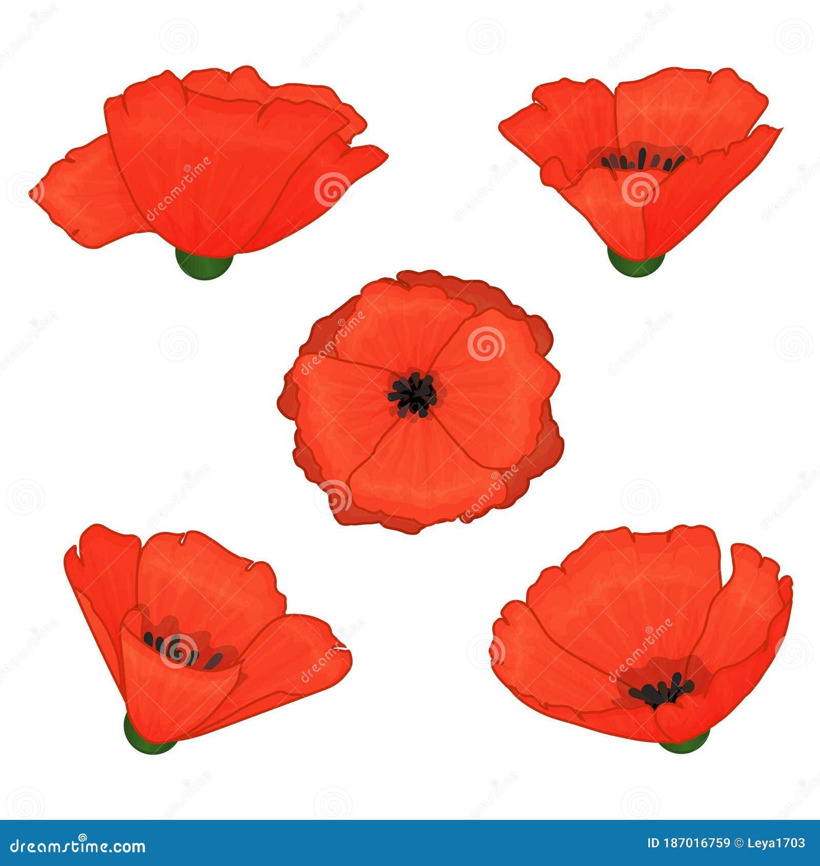 Red Poppy. Set of Flowers on a White Background. Isolated Objects on a ...