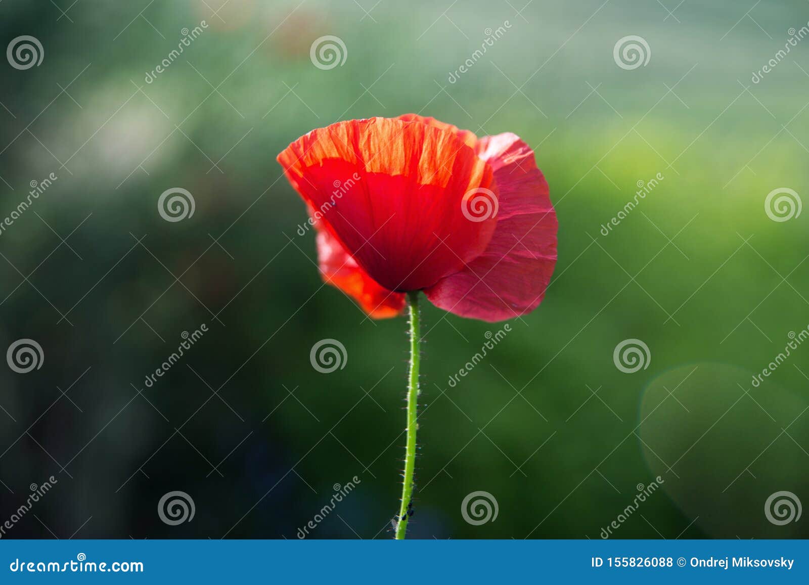Red poppy single flower stock photo. Image of rural - 155826088