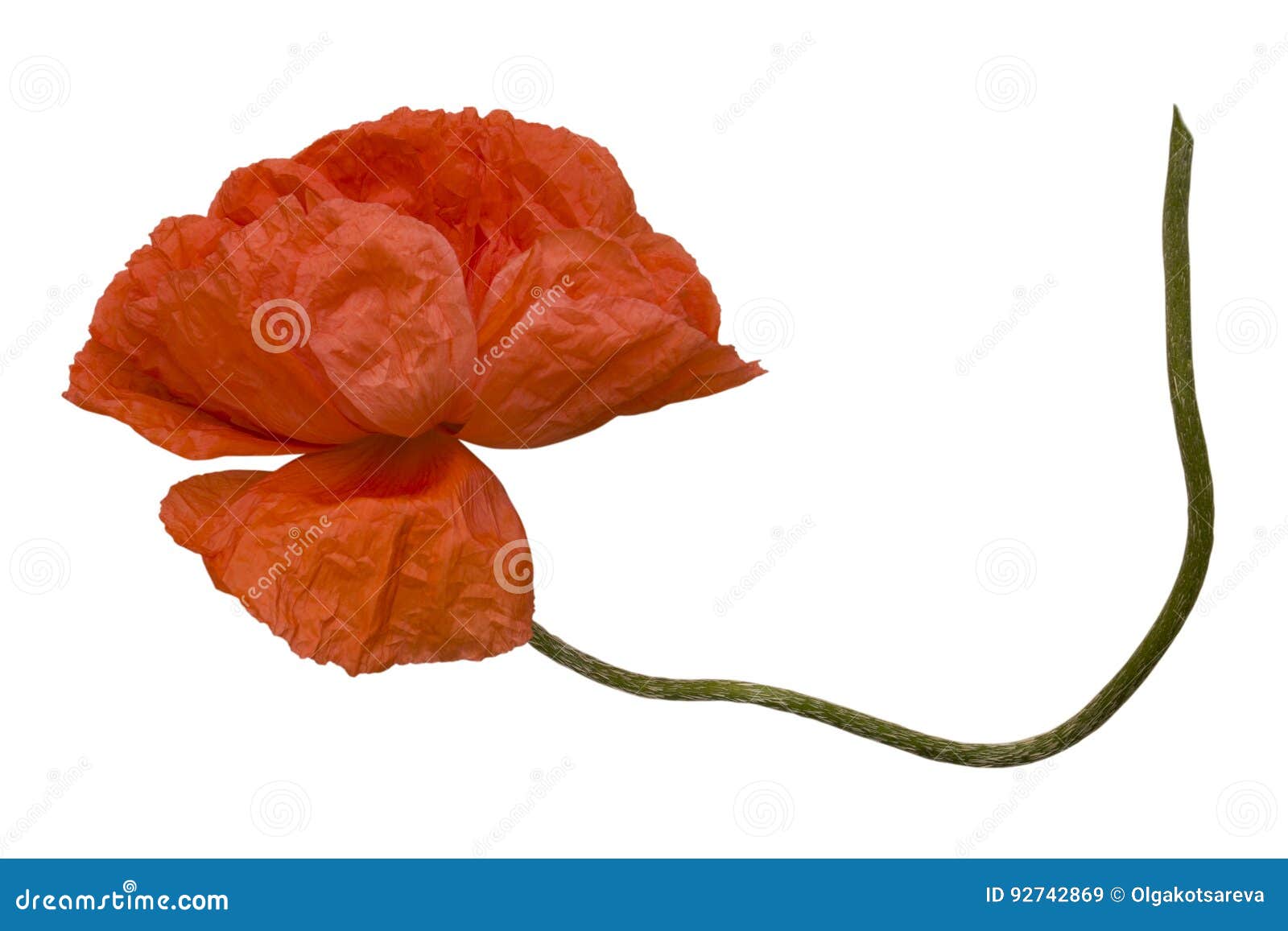 Red poppy stock image. Image of single, stalk, isolated - 92742869