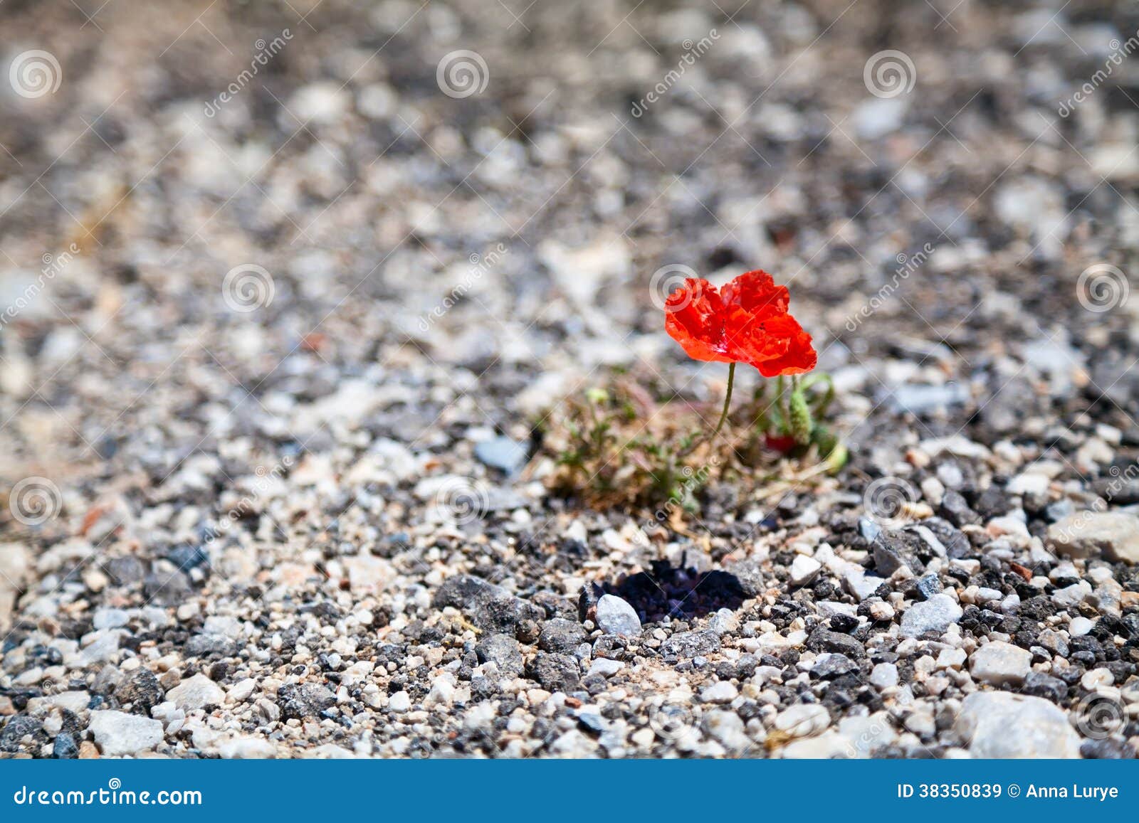 Red Poppy Sprouts Up from the Stones Stock Image - Image of small ...