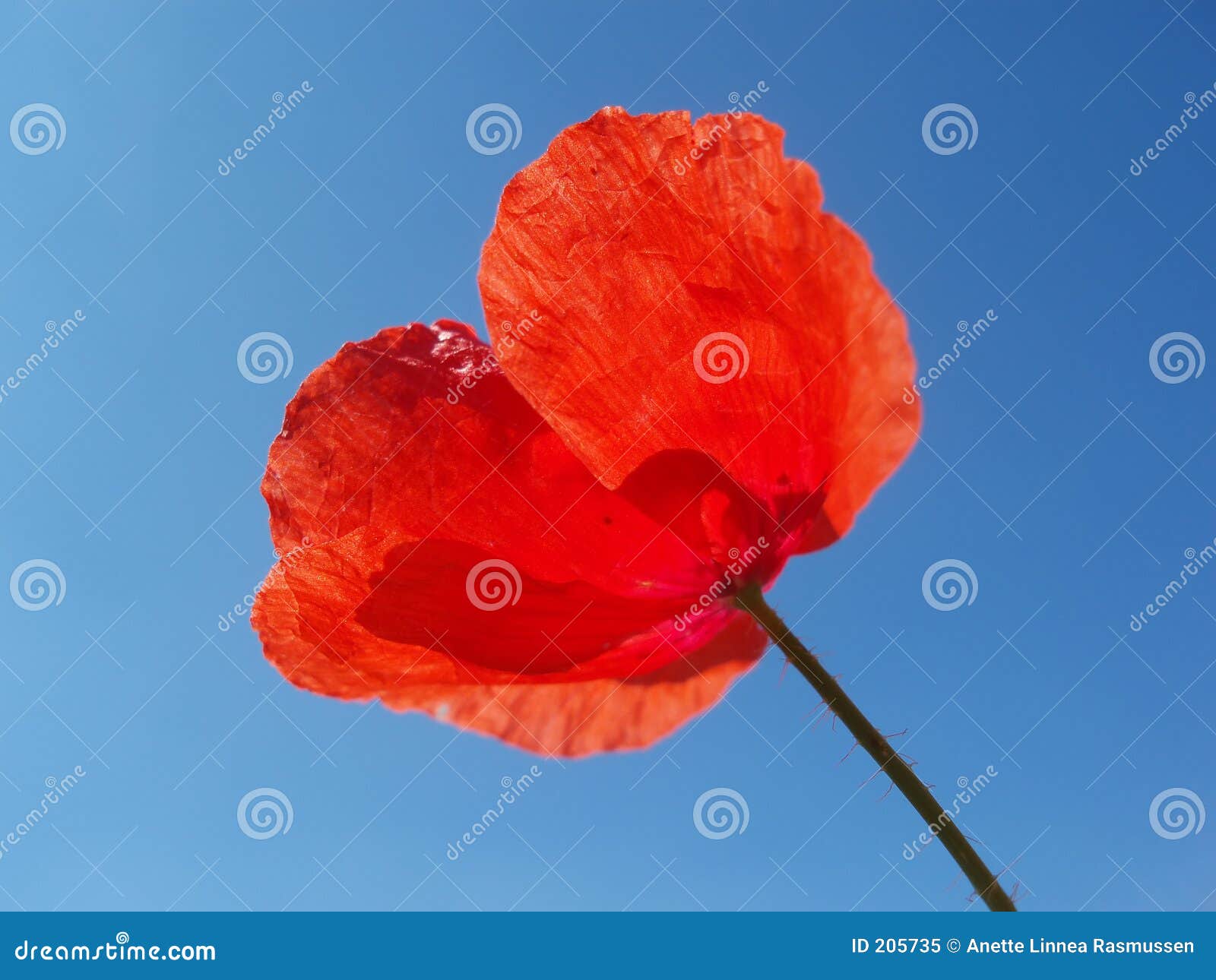 Red poppy with stalk stock image. Image of grow, hairy - 205735