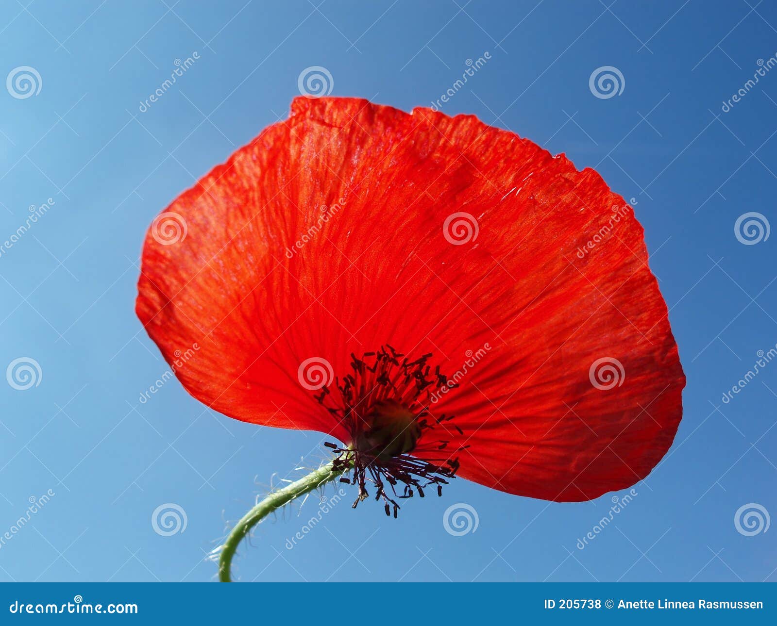 Red poppy with stalk stock photo. Image of plant, garden - 205738