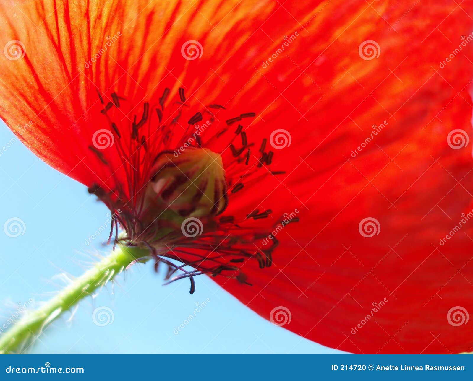 Red poppy with stalk stock photo. Image of hairy, detail - 214720