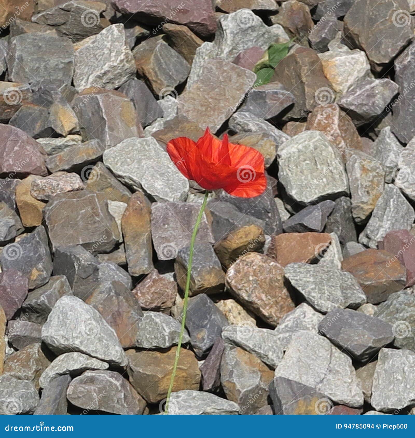 Red Poppy, in Summer a Beautiful Color Patch on Field and Meadow Stock ...