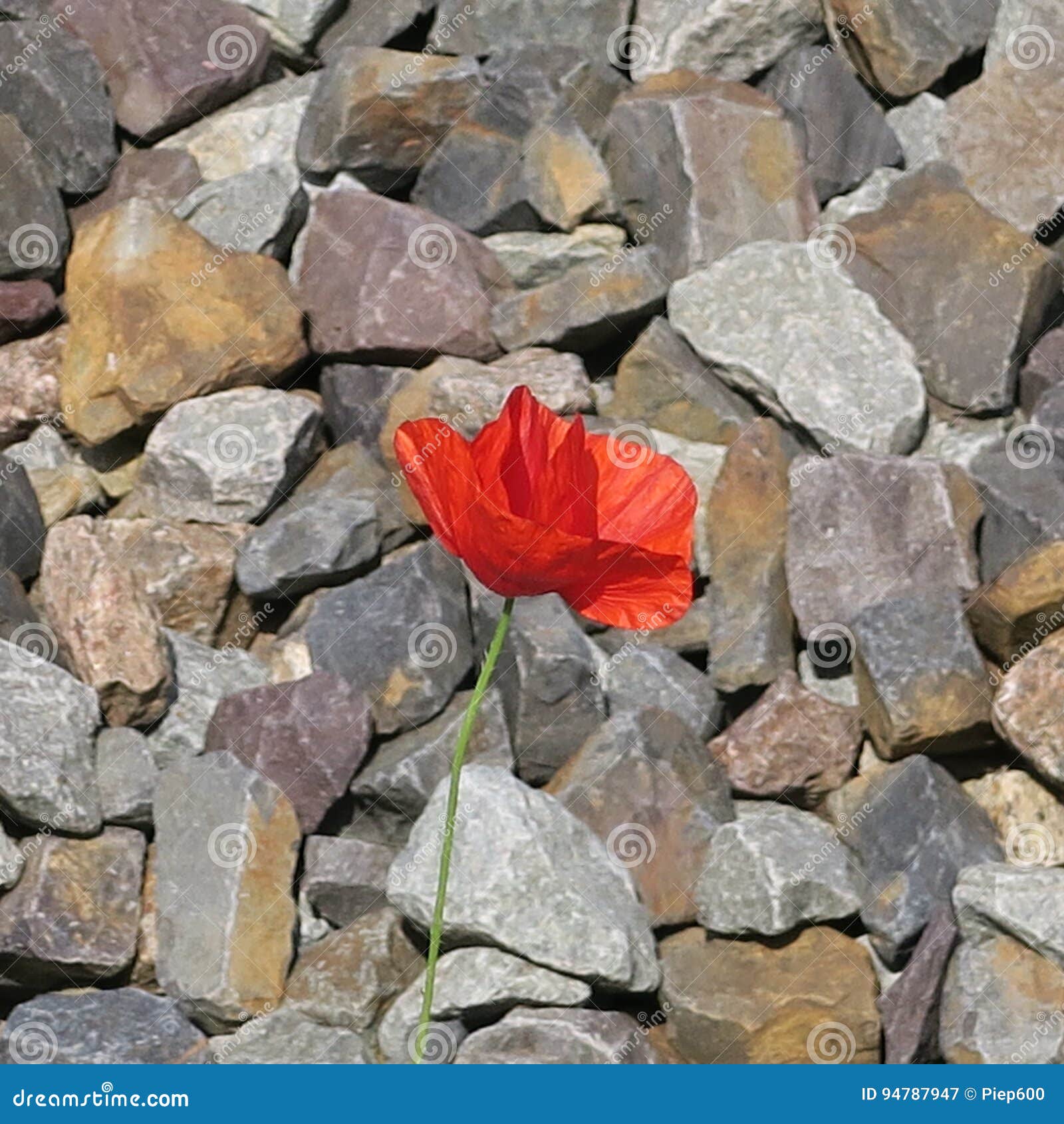 Red Poppy, in Summer a Beautiful Color Patch on Field and Meadow Stock ...