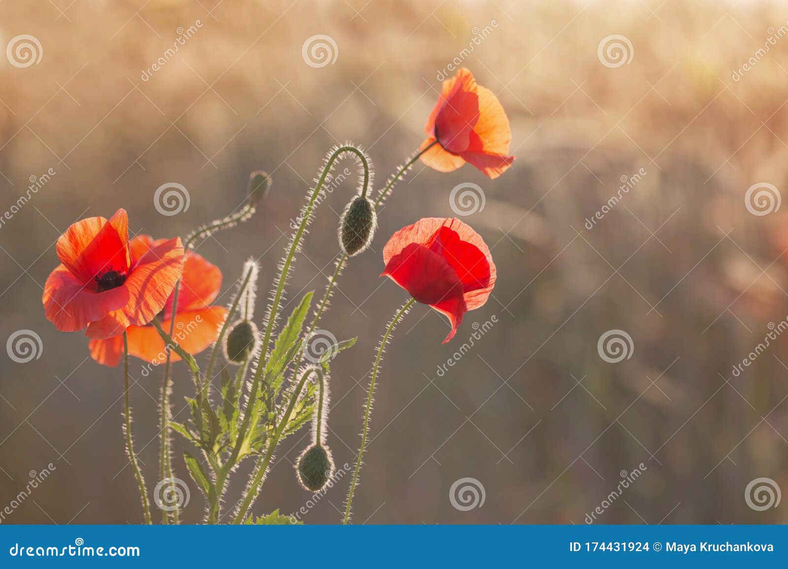 Red poppy on sunny field stock photo. Image of light - 174431924