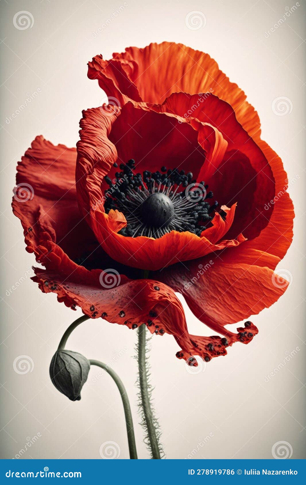 Red Poppy Symbol Of Victory On A Dark Background. AI Generated Stock ...