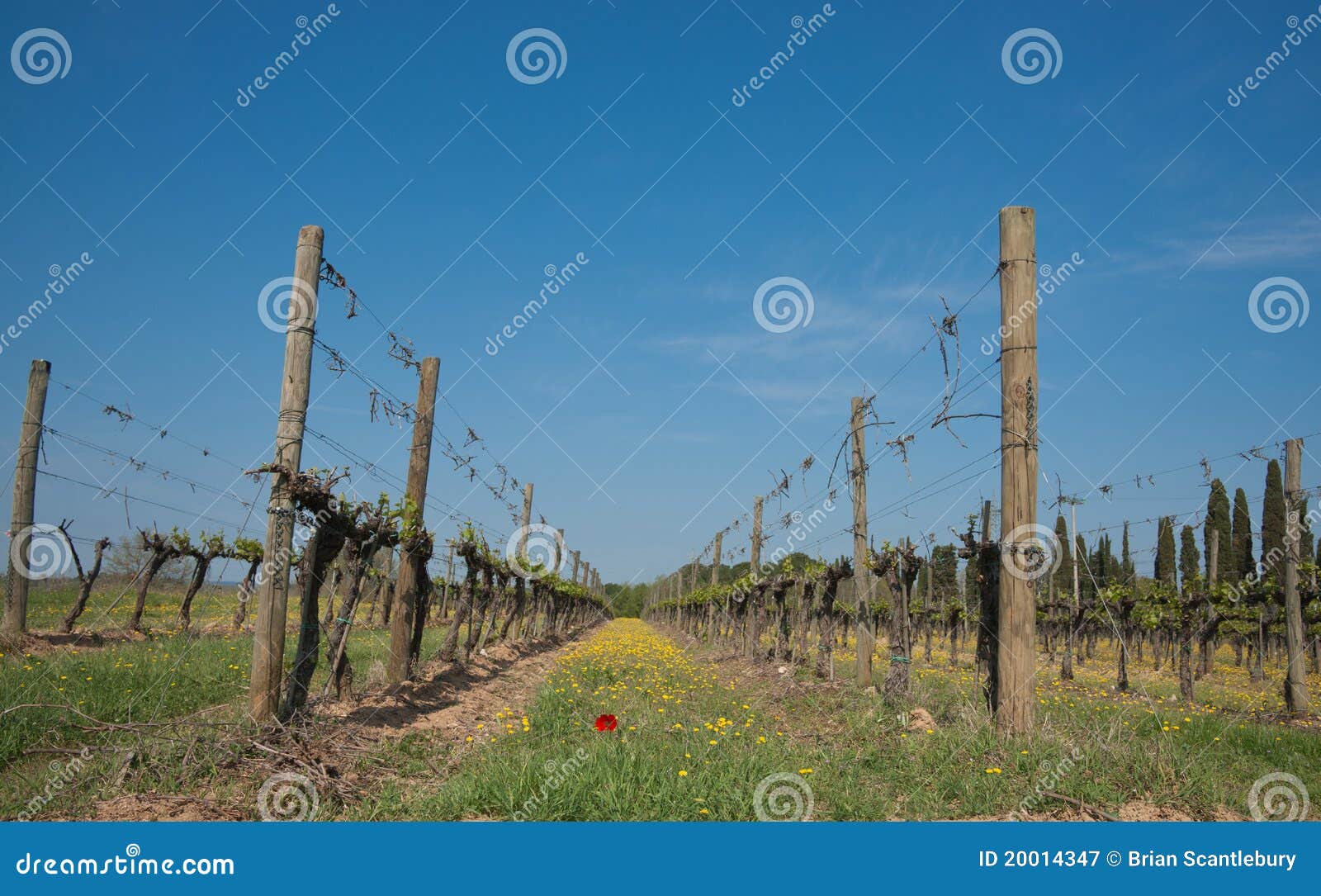 Red Poppy between Vineyard Rows. Stock Image - Image of tuscany, plant ...