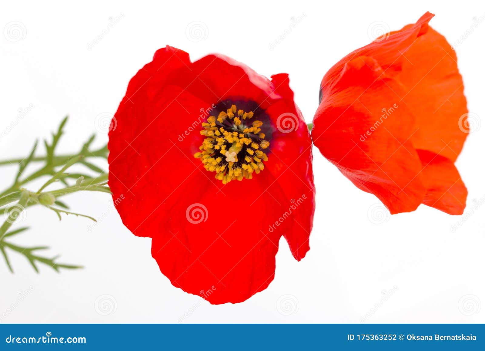 Red Poppy on a White Background Stock Photo - Image of name, freshness ...