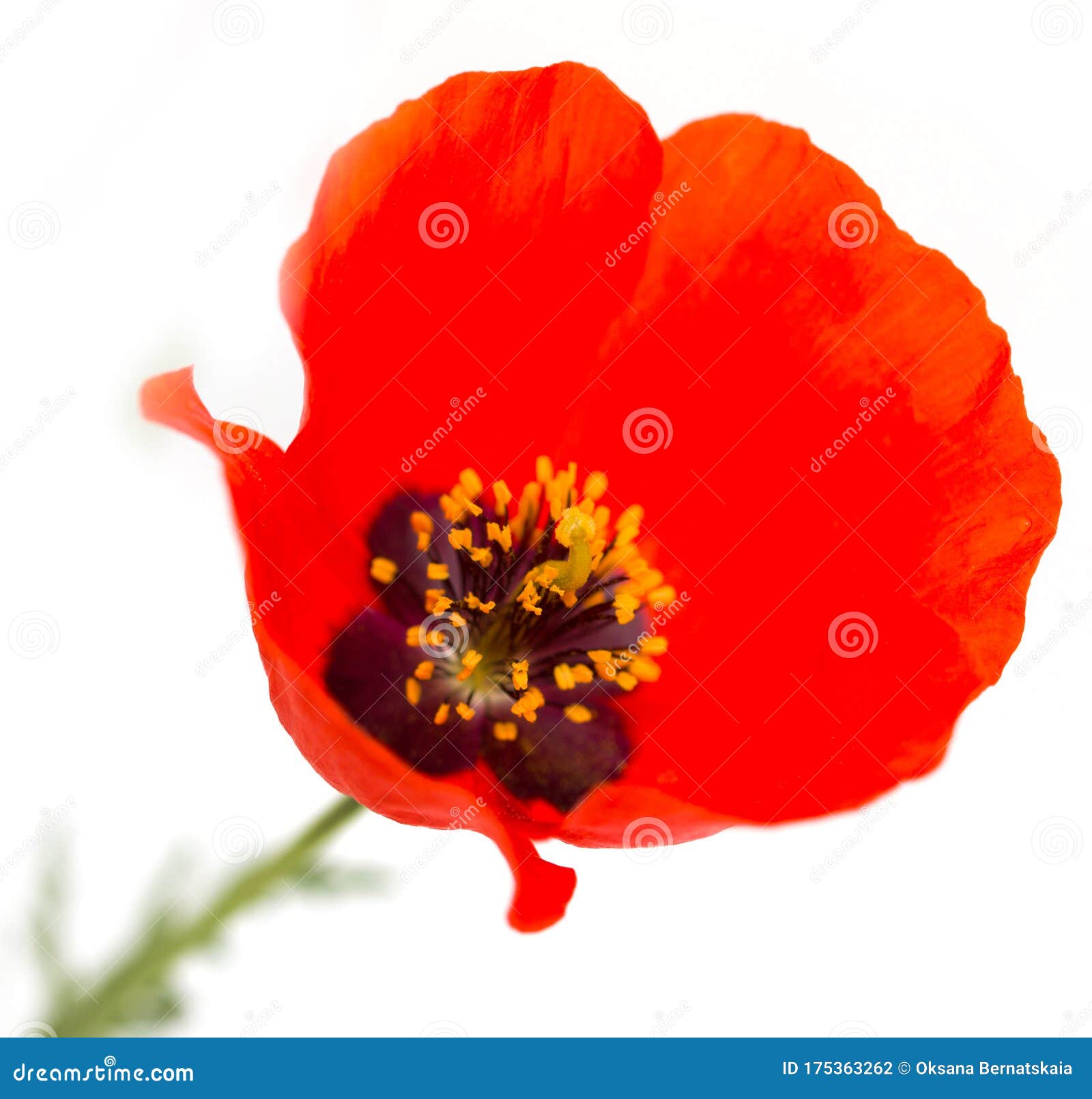 Red Poppy on a White Background Stock Photo - Image of leaf, corn ...