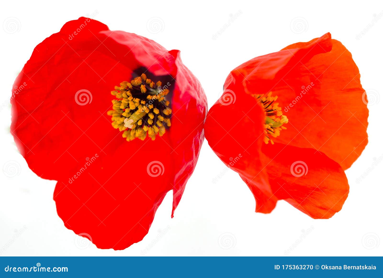 Red Poppy on a White Background Stock Photo - Image of freshness ...