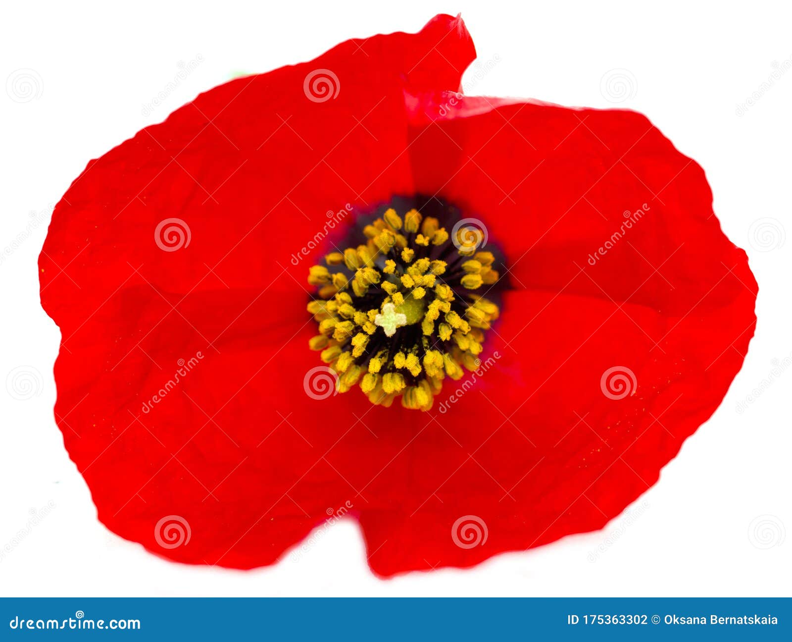 Red Poppy on a White Background Stock Photo - Image of insulated, leaf ...