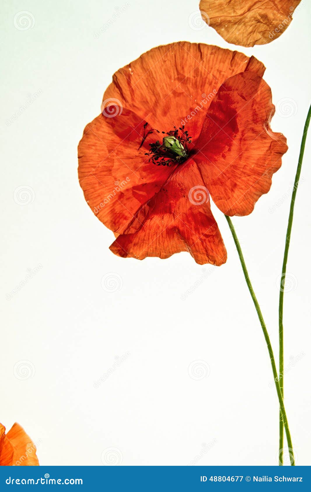 Red Poppy on White Background Stock Image - Image of rose, floral: 48804677