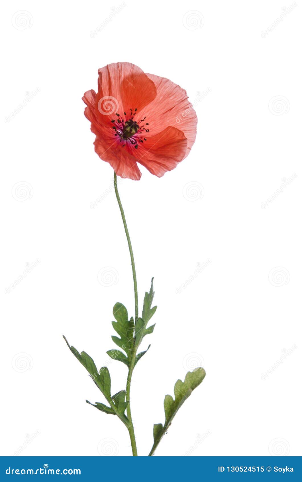 Red Poppy on White Background Stock Image - Image of bright, flora ...