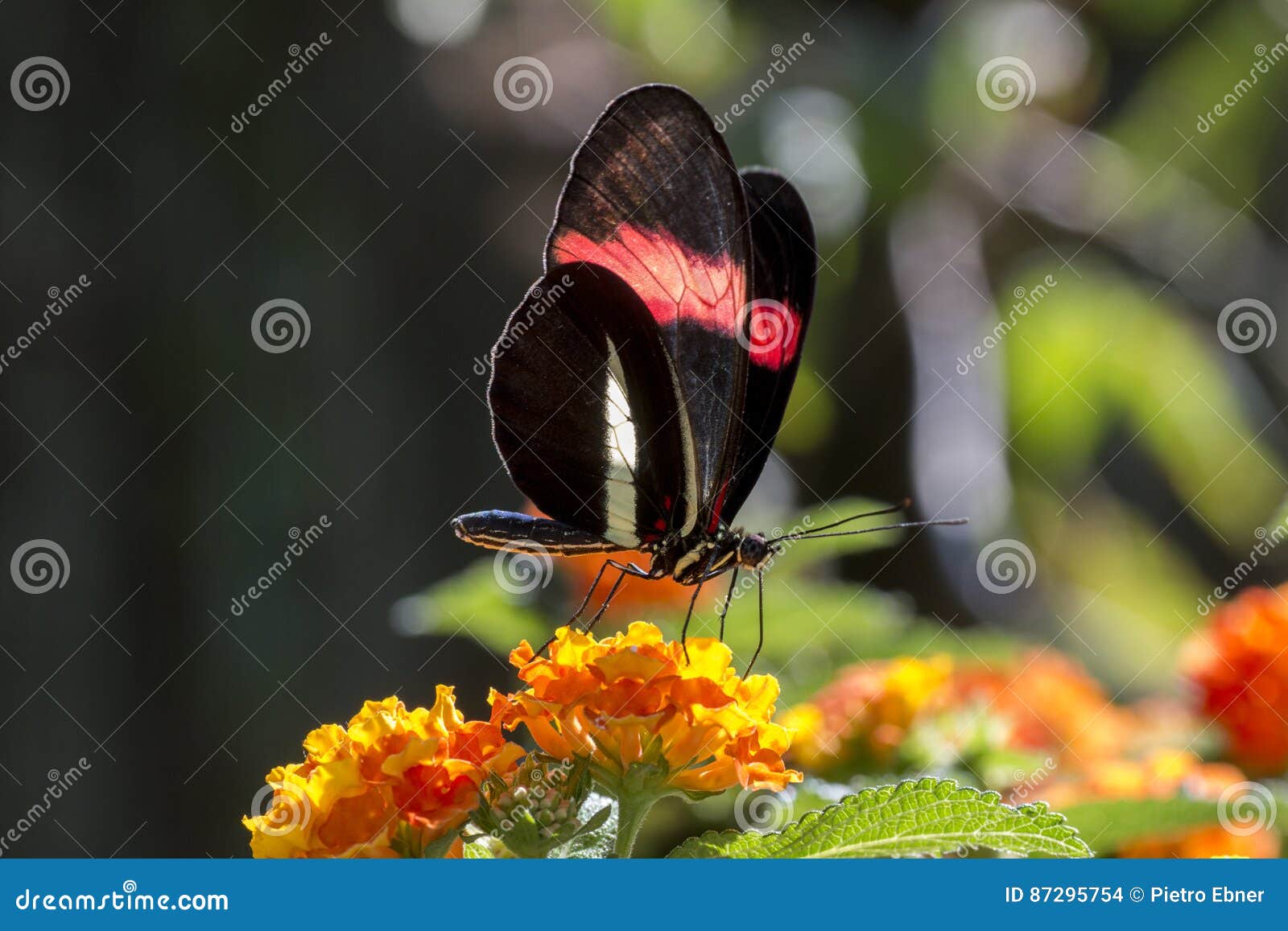 Red postman butterfly stock photo. Image of butterfly - 87295754