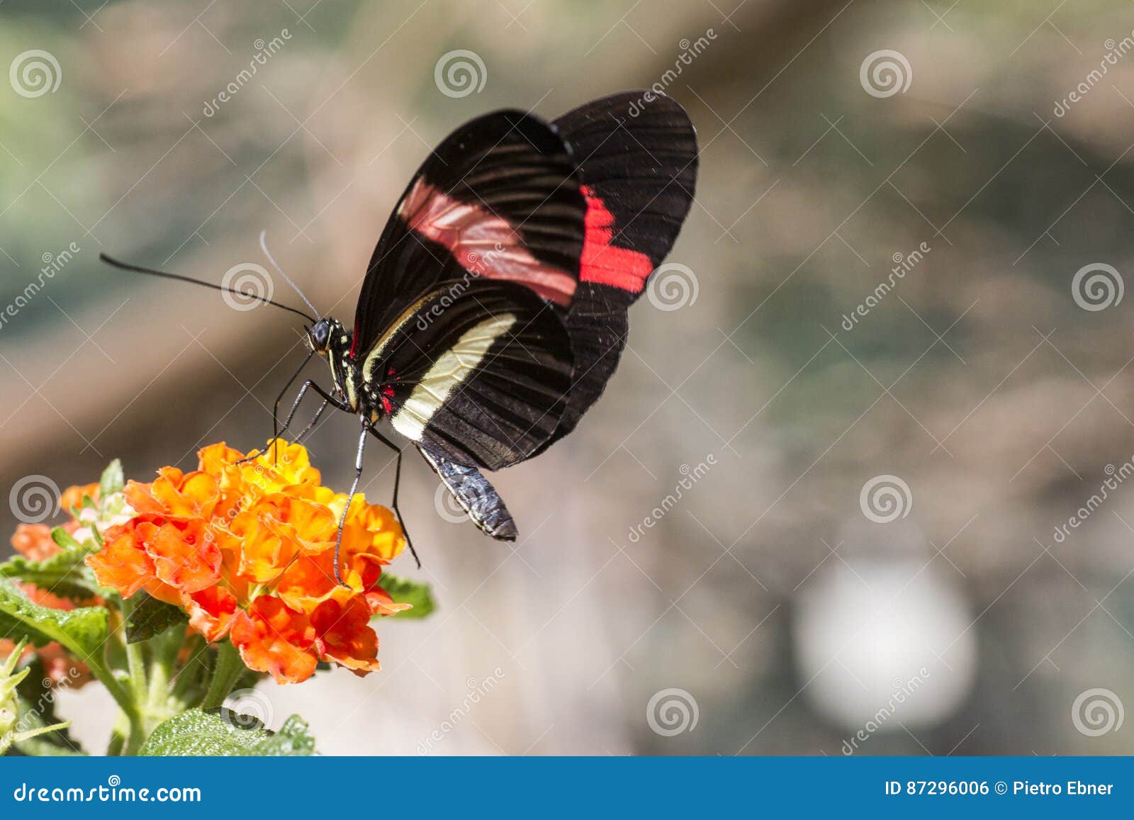 Red postman butterfly stock photo. Image of wing, passion - 87296006