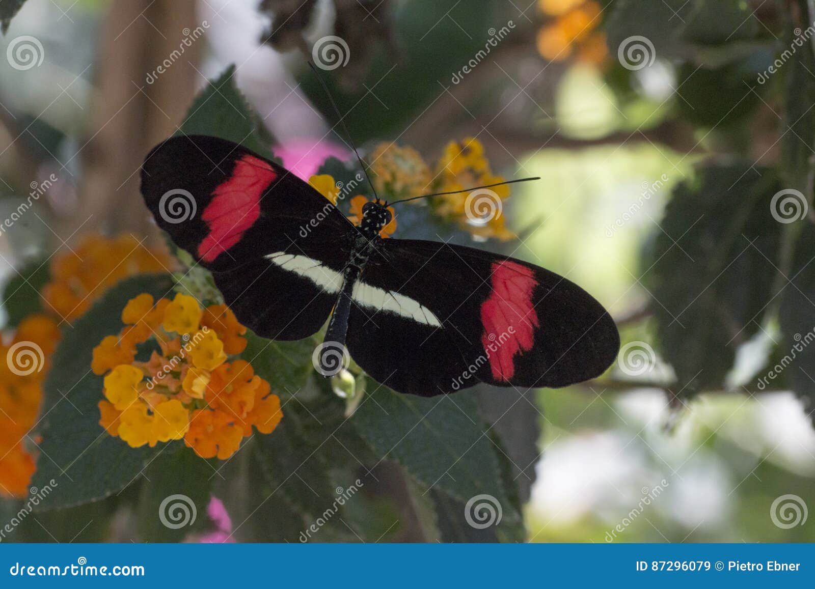 Red postman butterfly stock image. Image of longwing - 87296079