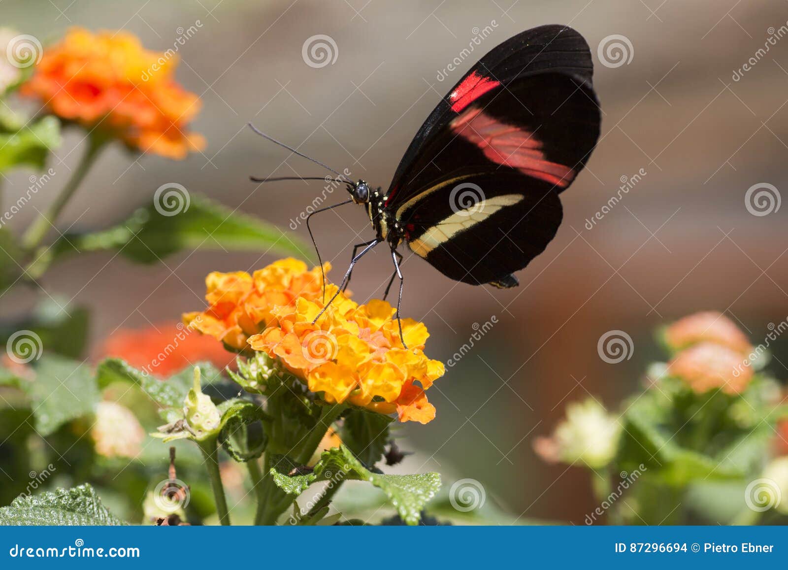 Red postman butterfly stock photo. Image of erato, closeup - 87296694
