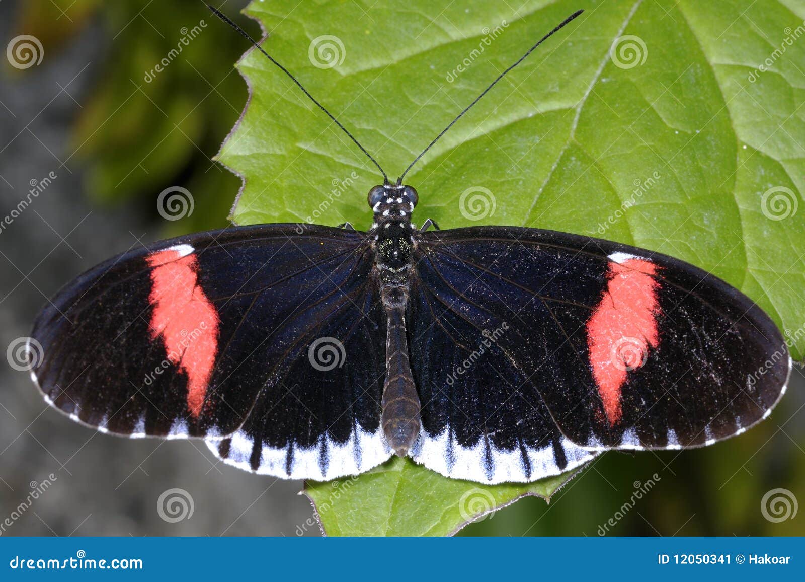 Red Postman (Heliconius) Butterfly Stock Image | CartoonDealer.com ...