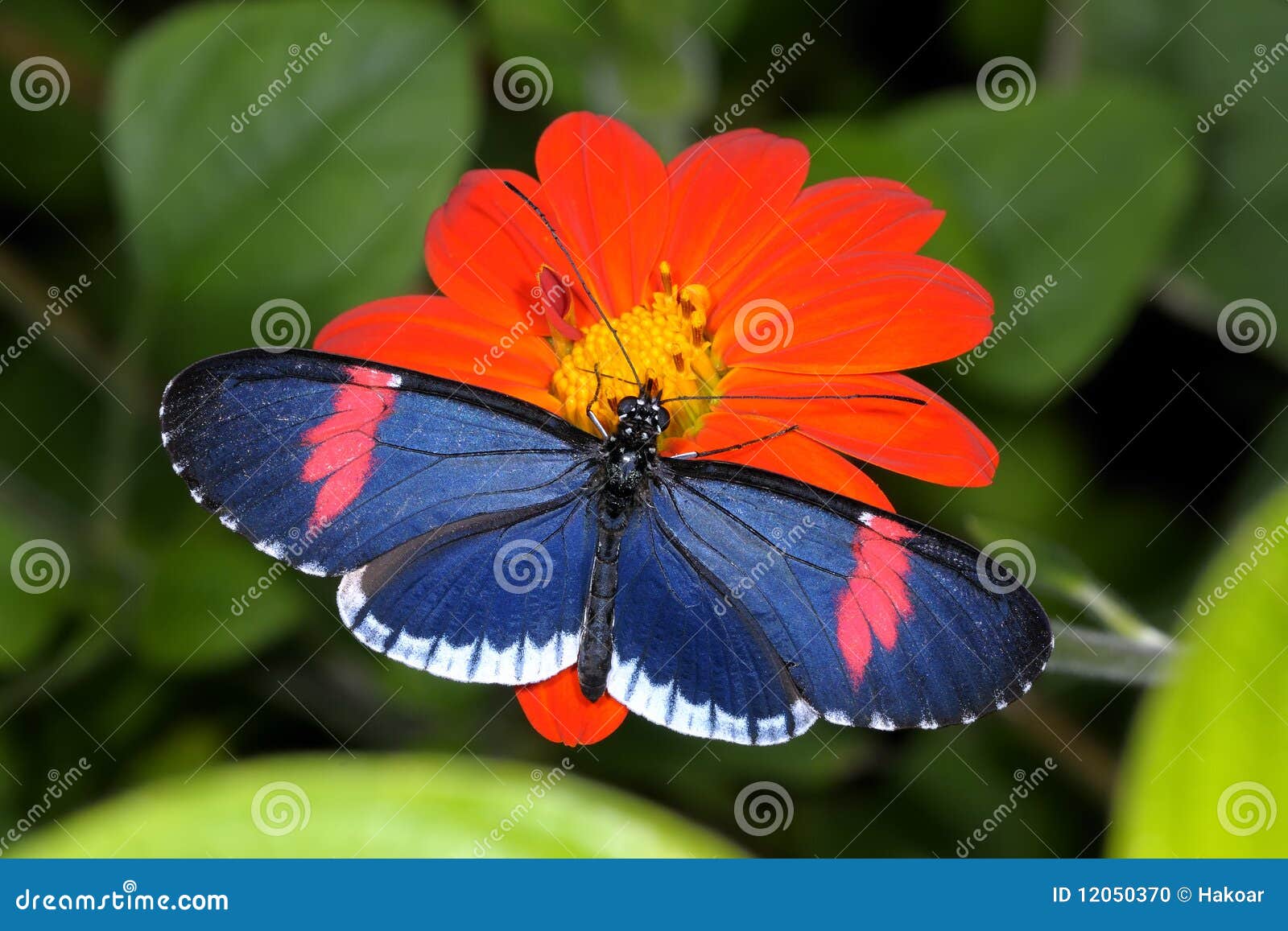 Red Postman, Heliconius Erato Stock Photo - Image of legs, beautiful ...