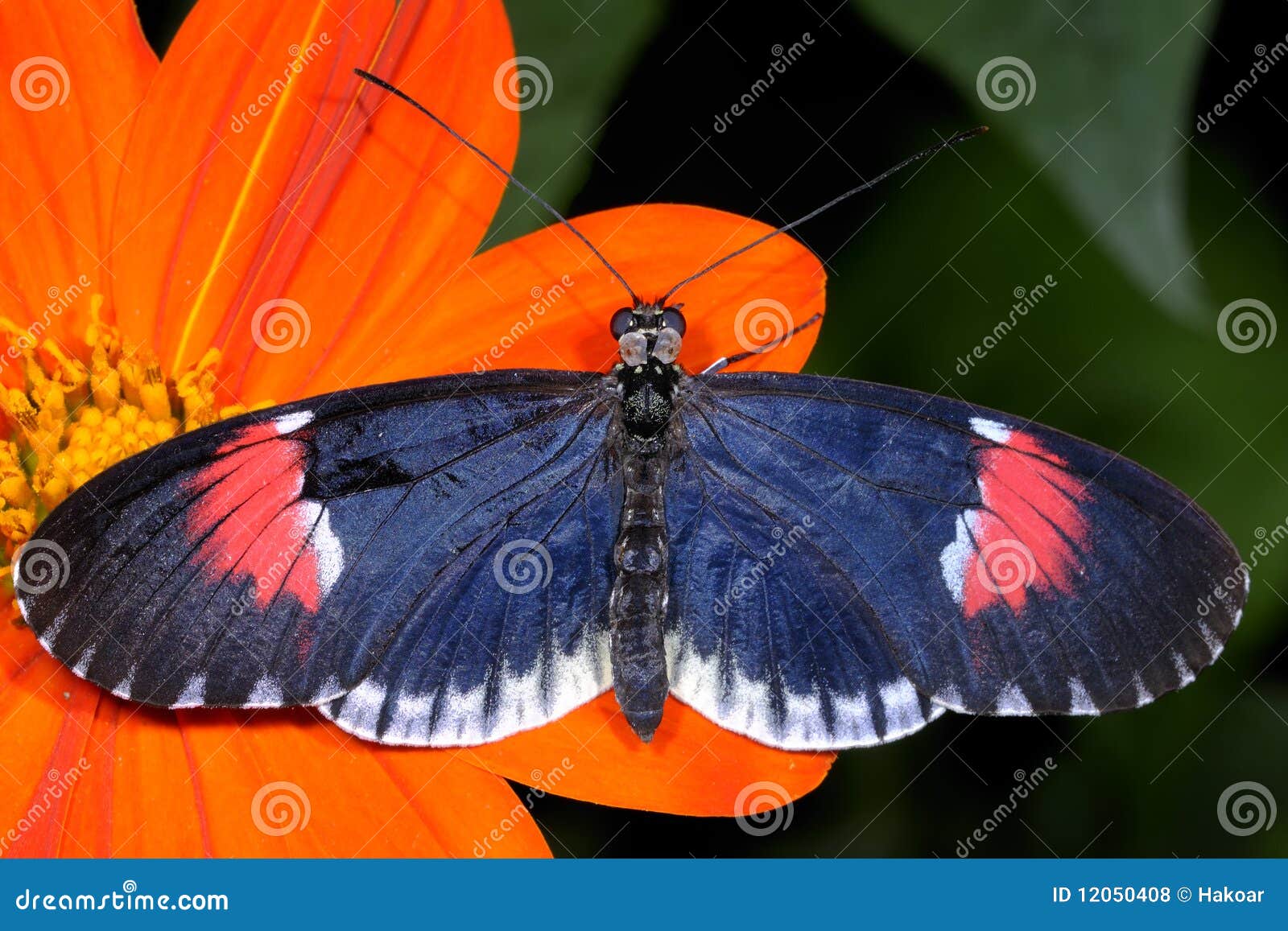 Red Postman (Heliconius) Butterfly Stock Image | CartoonDealer.com ...