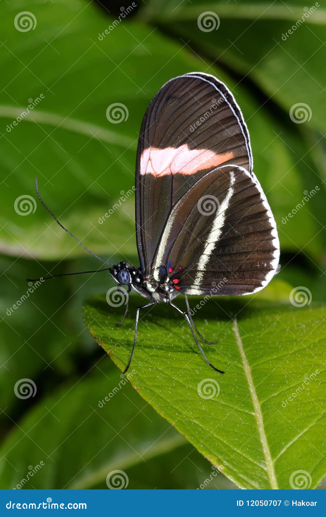 Red Postman, Heliconius Erato Stock Image - Image of colorful ...