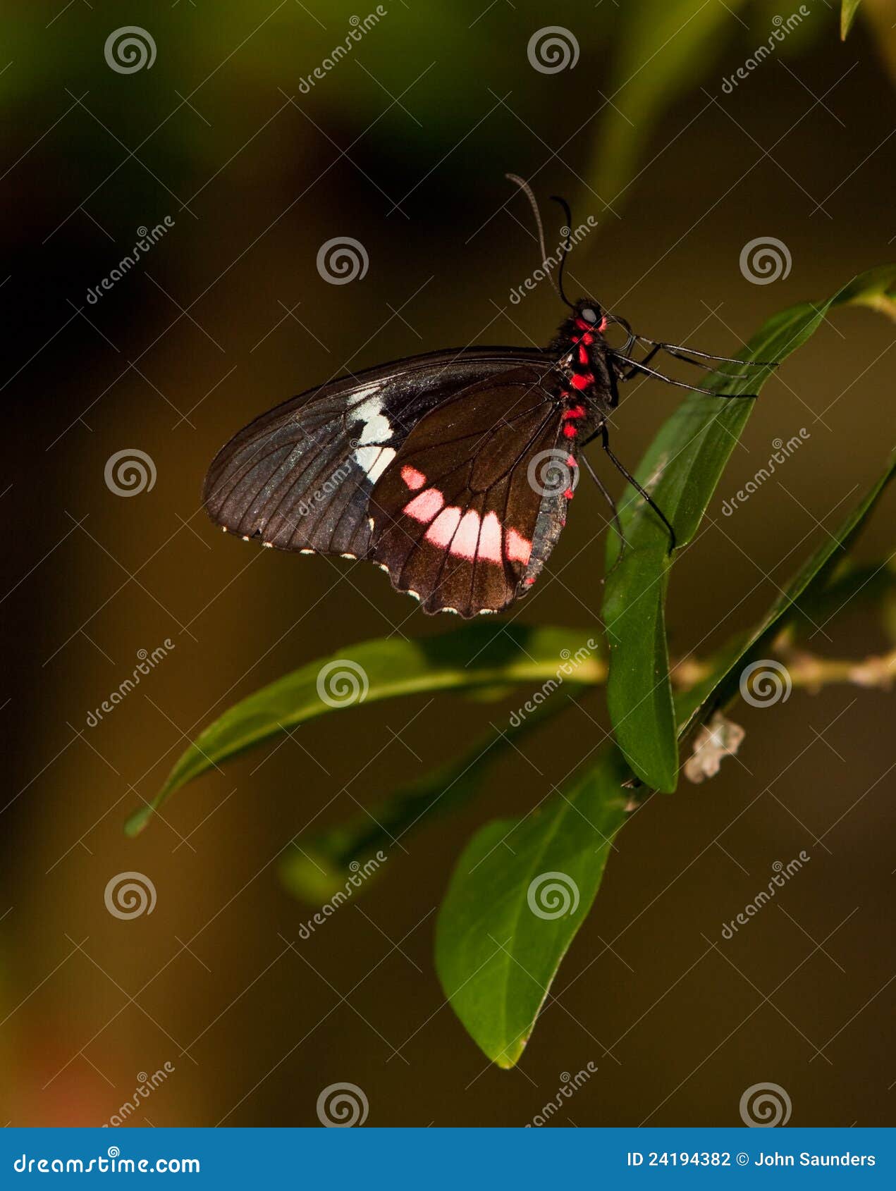Red Postman Mimic Butterfly Stock Photo - Image of mimic, heliconius ...