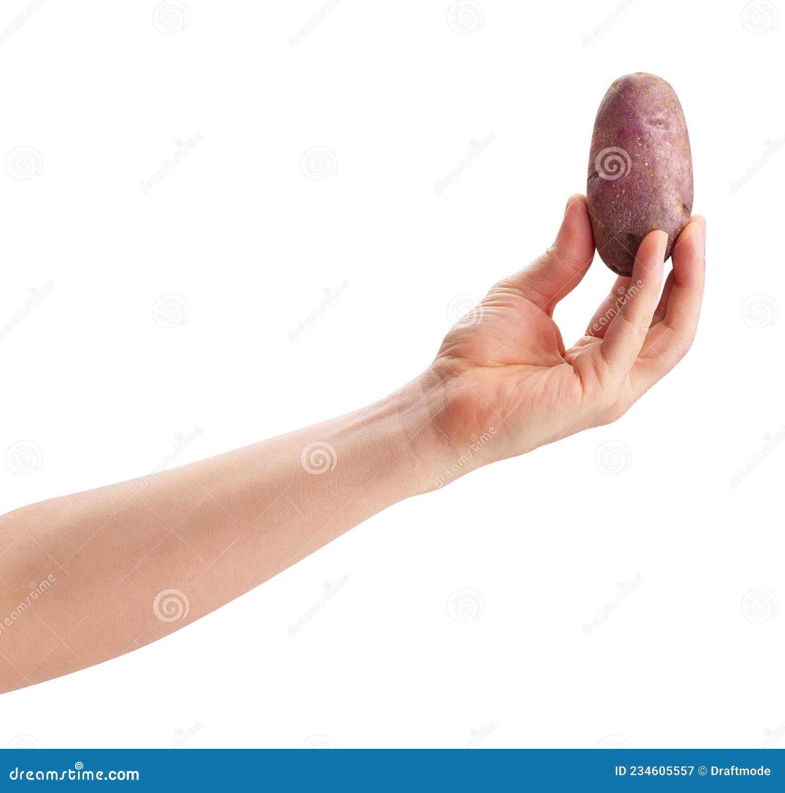 Red potato in hand stock image. Image of food, holding - 234605557
