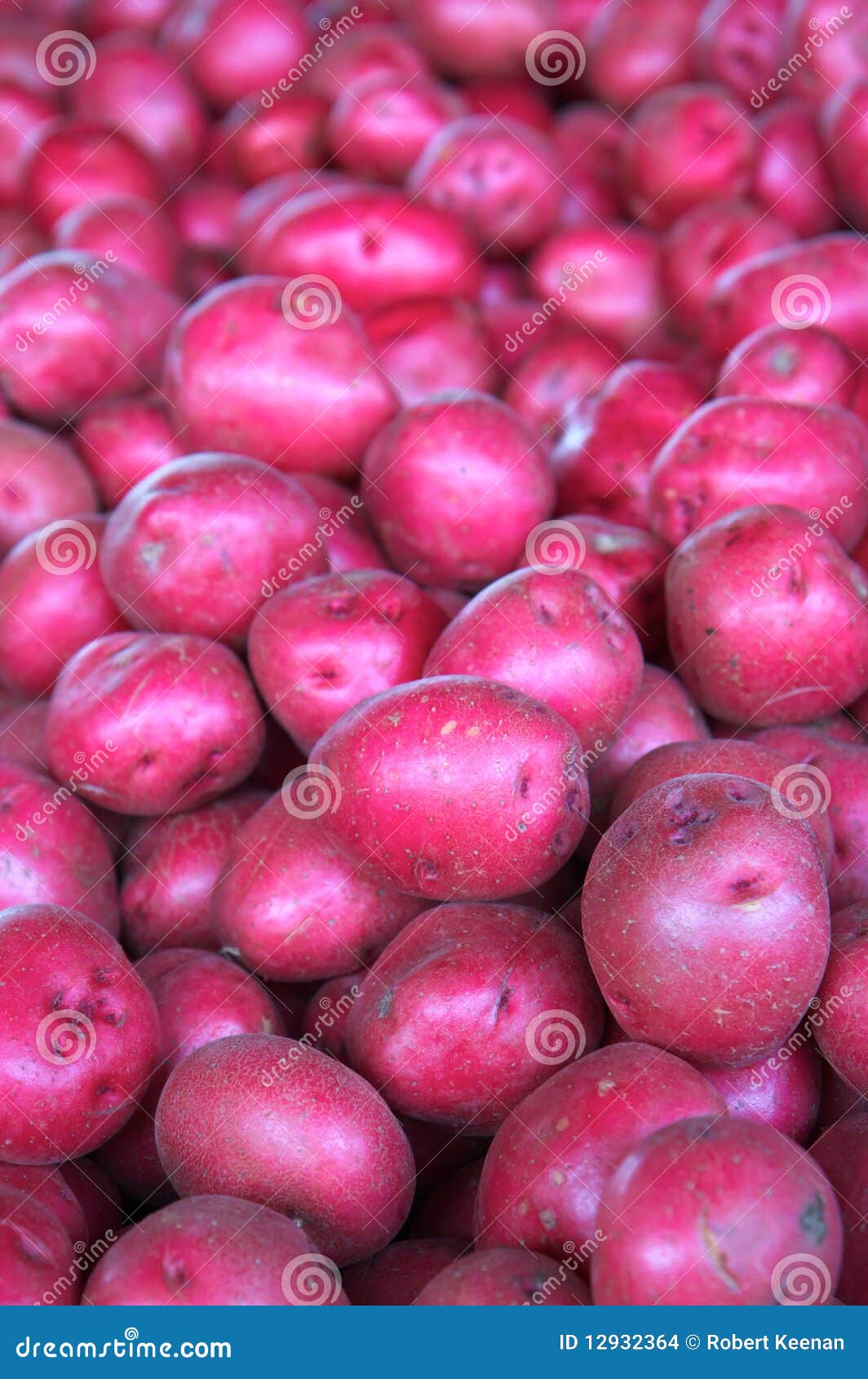 Red potatoes stock photo. Image of potatoe, skin, potato - 12932364