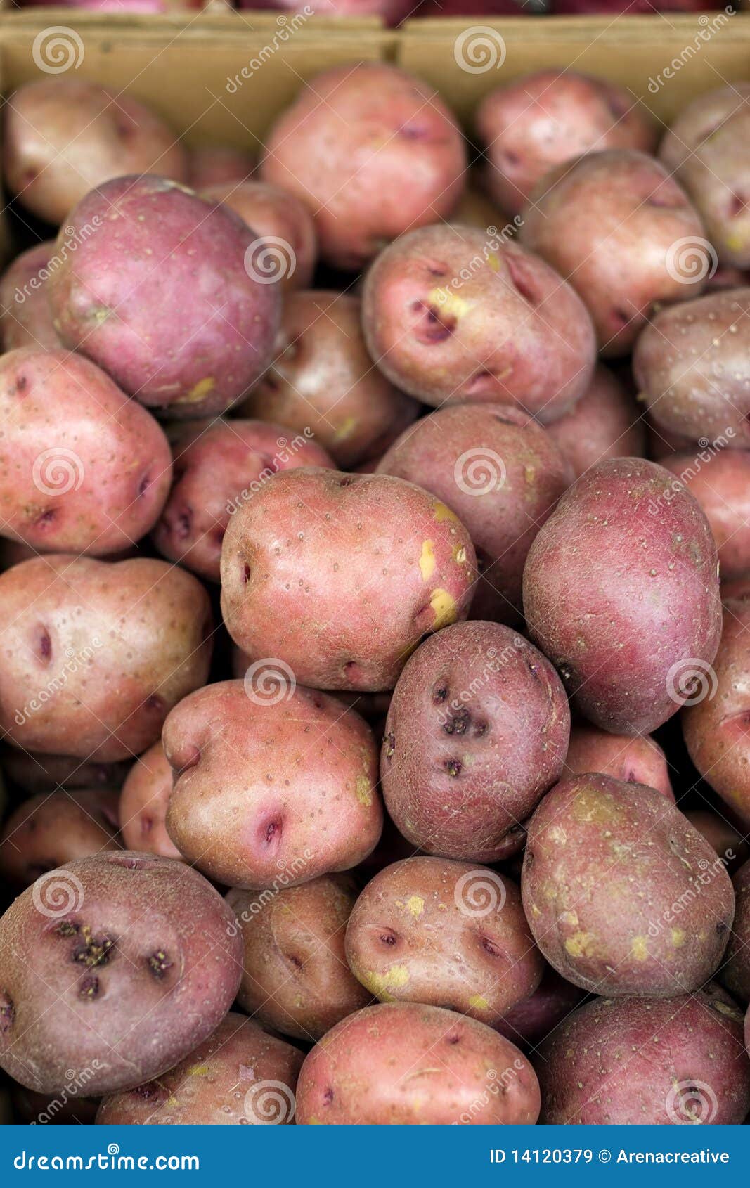 Red Potatoes stock image. Image of potatoes, produce - 14120379