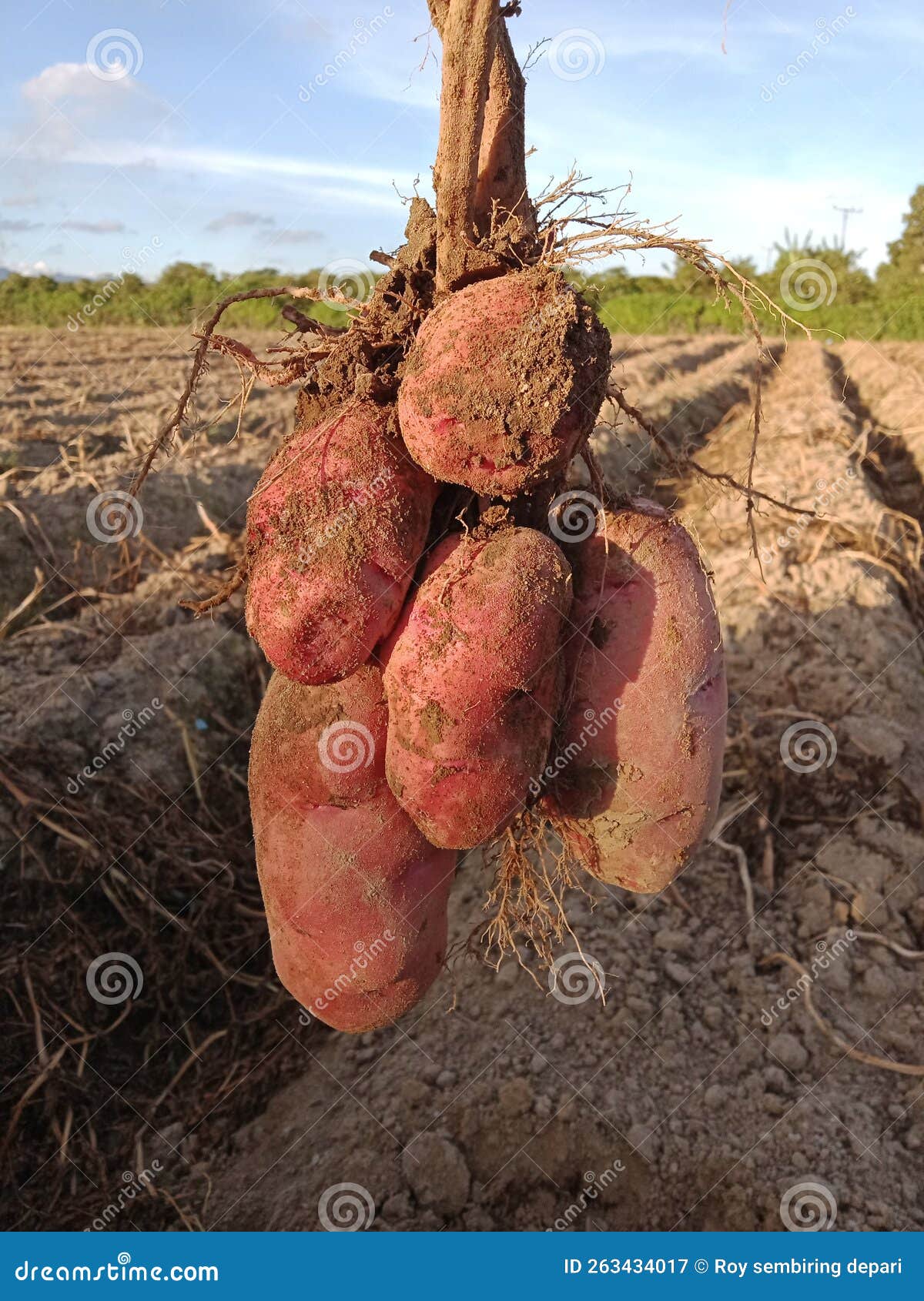 Red potatoes farm grouth stock image. Image of nature - 263434017