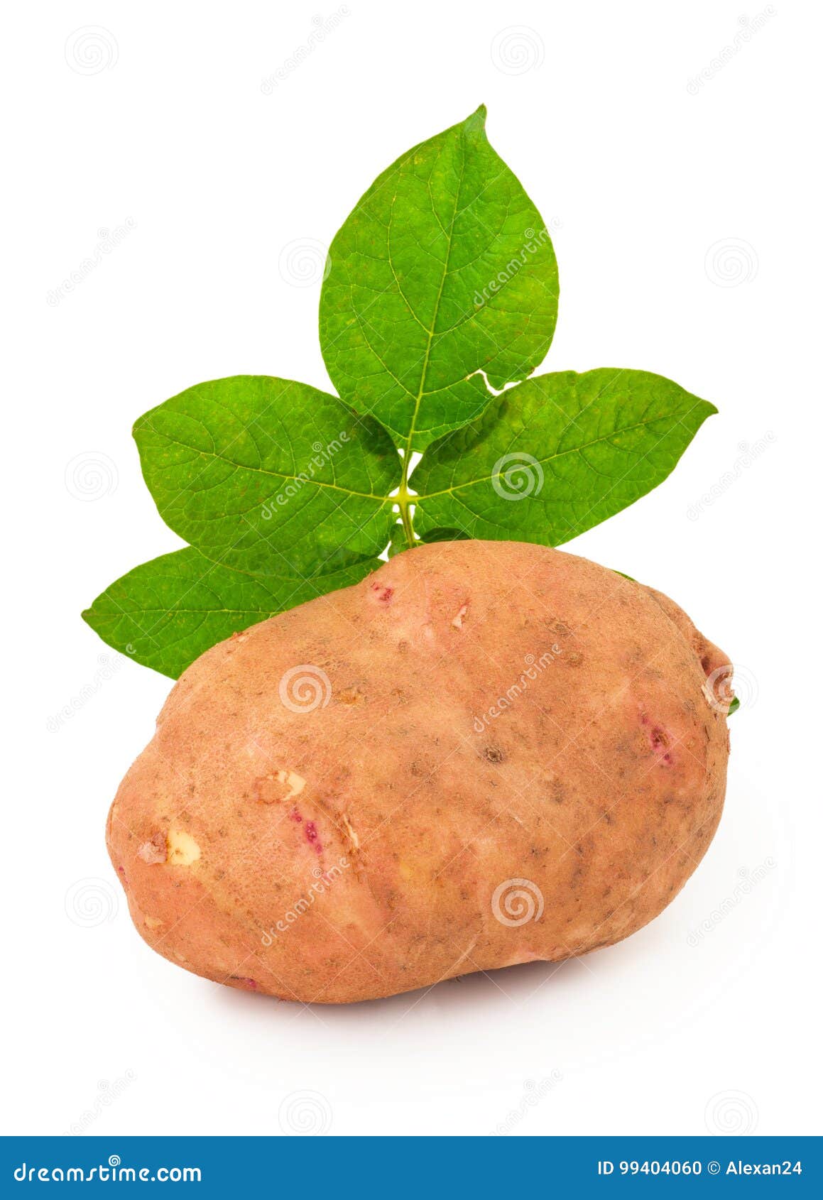 Red potatoes with leaves stock photo. Image of plant - 99404060