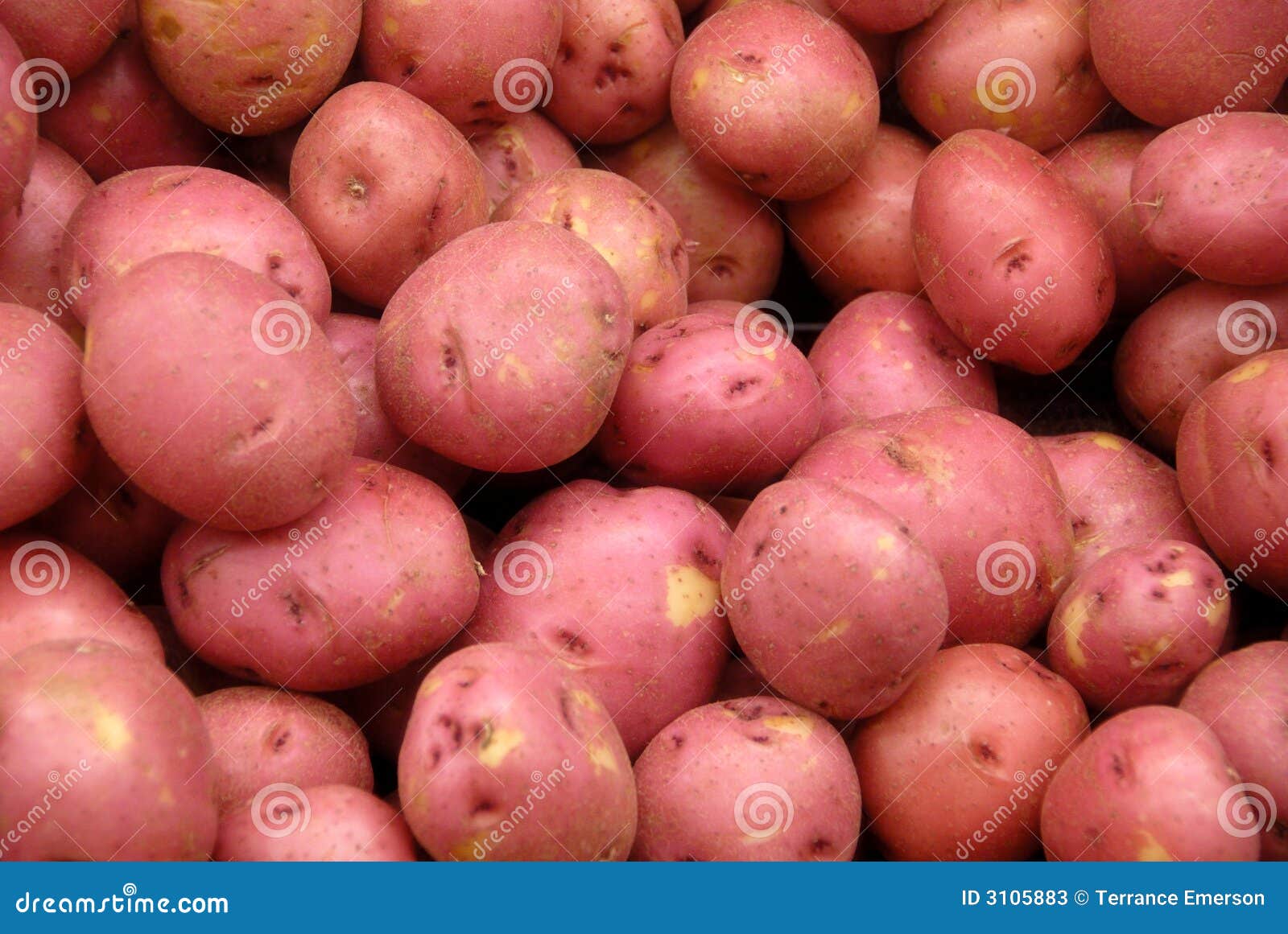 Red Potatos stock image. Image of farming, plants, foods - 3105883