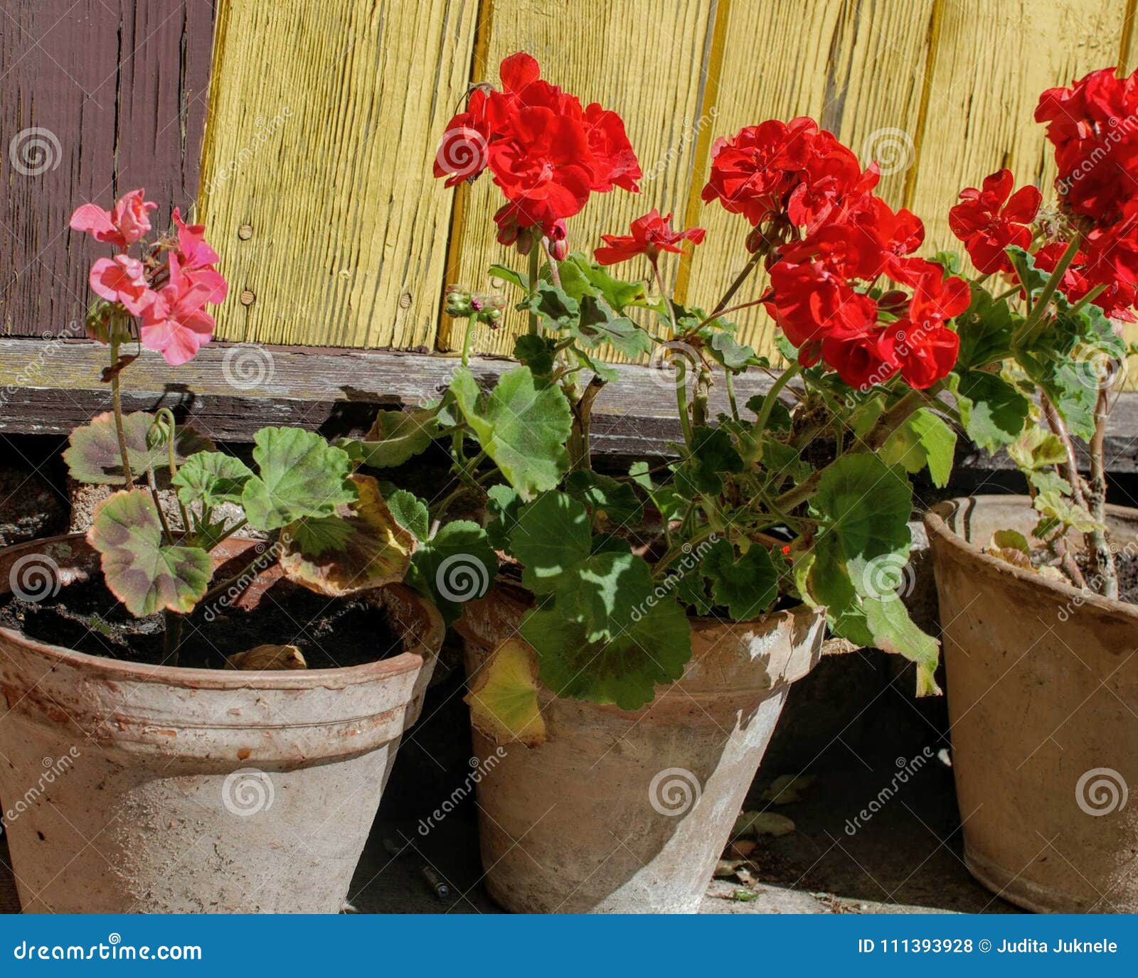 Potted flowers stock photo. Image of flowers, blooming - 111393928