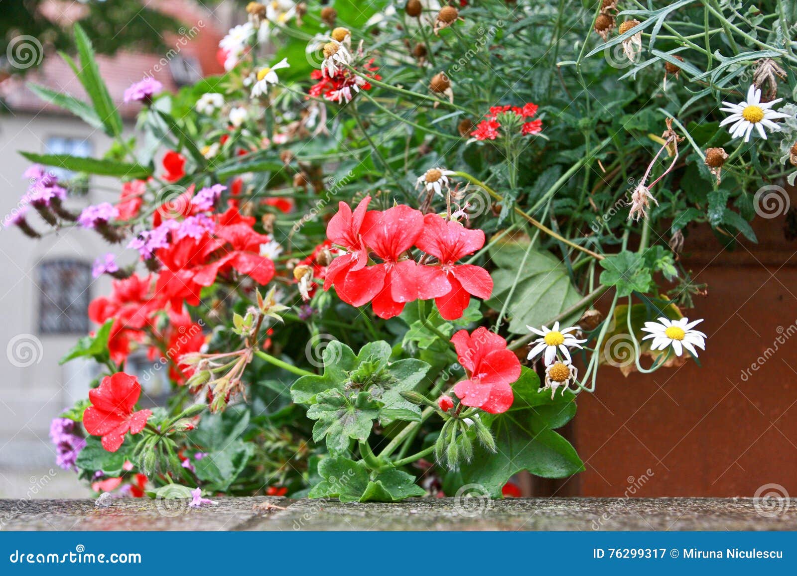 Red potted geraniums stock image. Image of growing, nature - 76299317