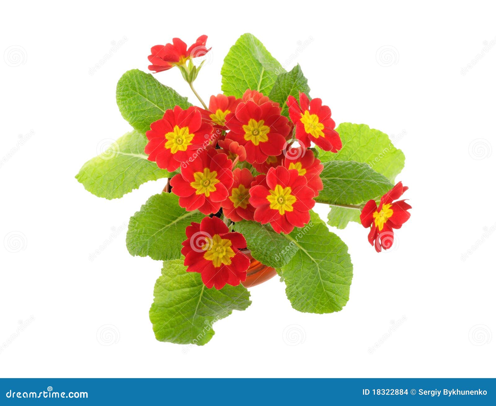 Red potted primrose stock photo. Image of pink, easter - 18322884