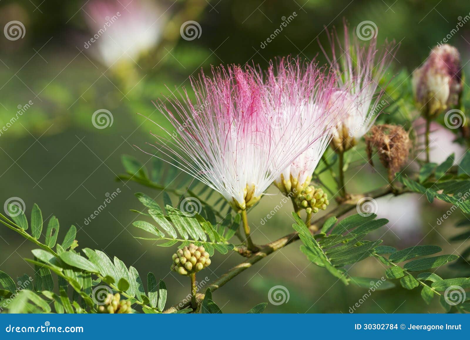 Red Powder Puff stock photo. Image of puff, mimosaceae - 30302784