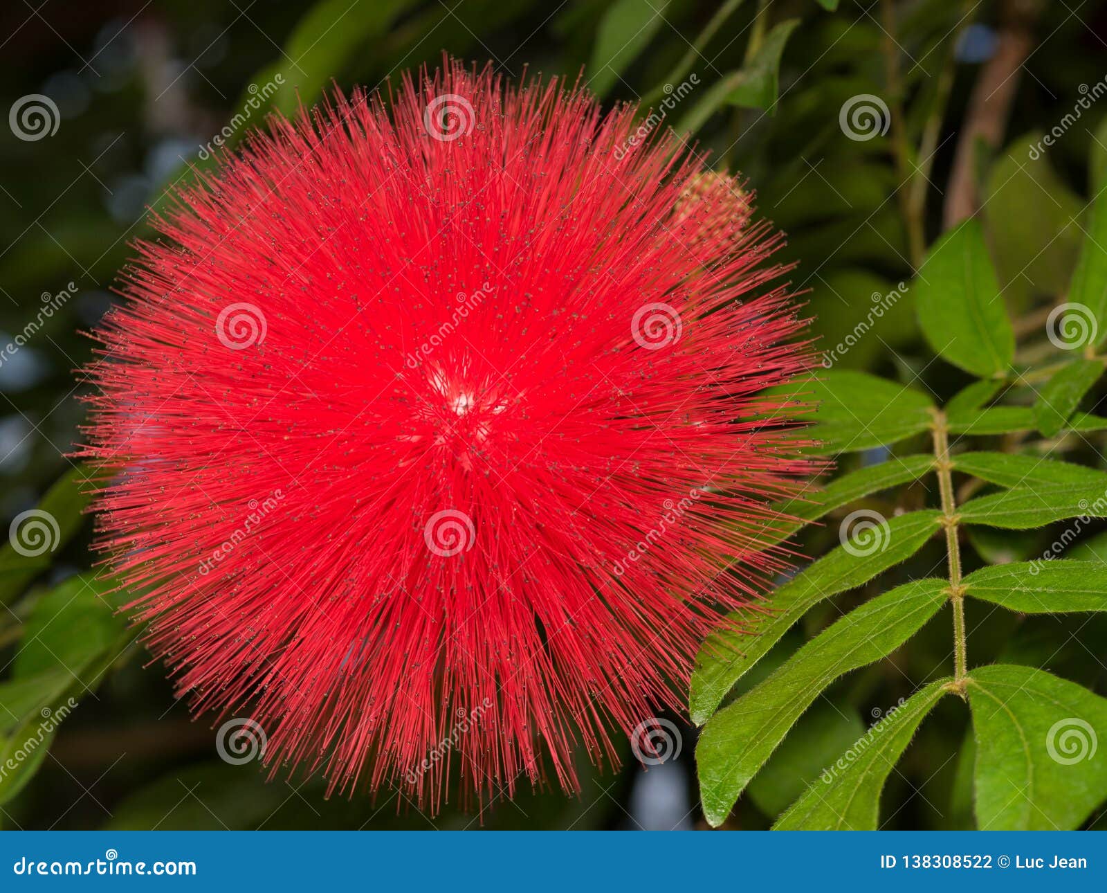 Red Powder Puff Flower Calliandra Haematocephala Stock Photo - Image of ...