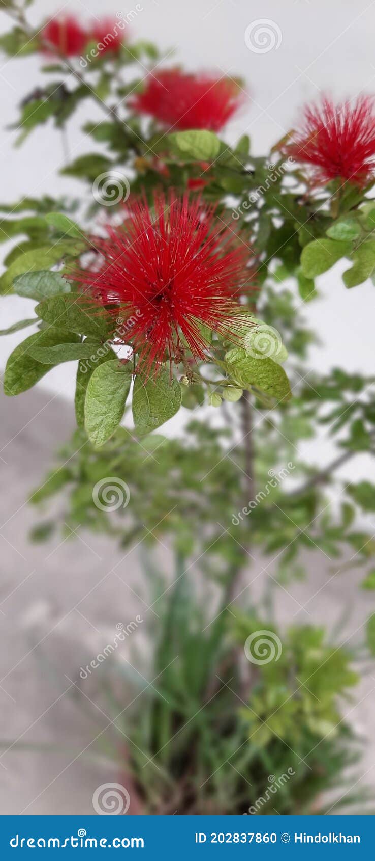 Red powder puff flowers stock photo. Image of wildflower - 202837860